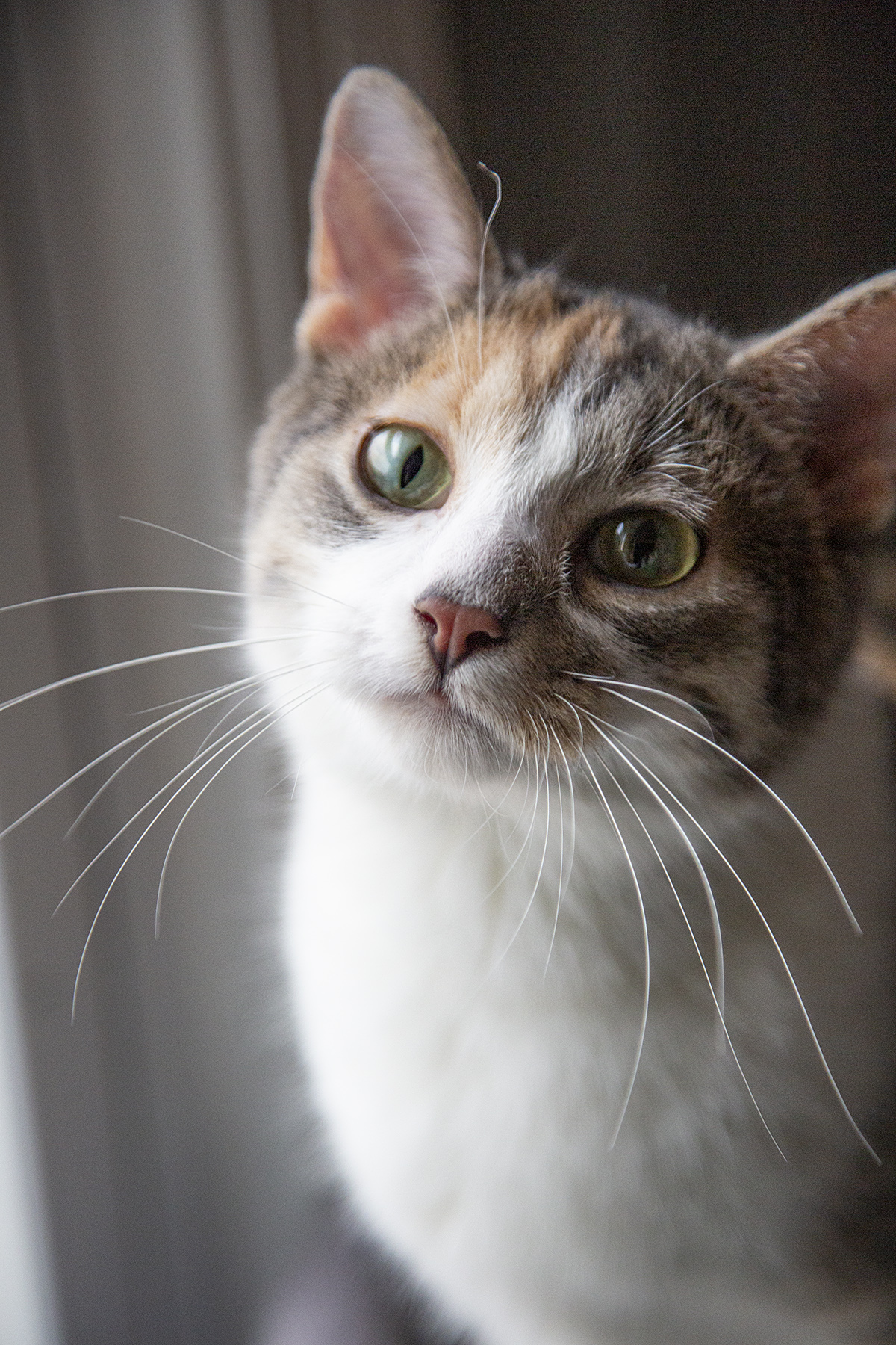 Cat for adoption - Pico de Gato (& Avogato), a Domestic Short Hair in ...