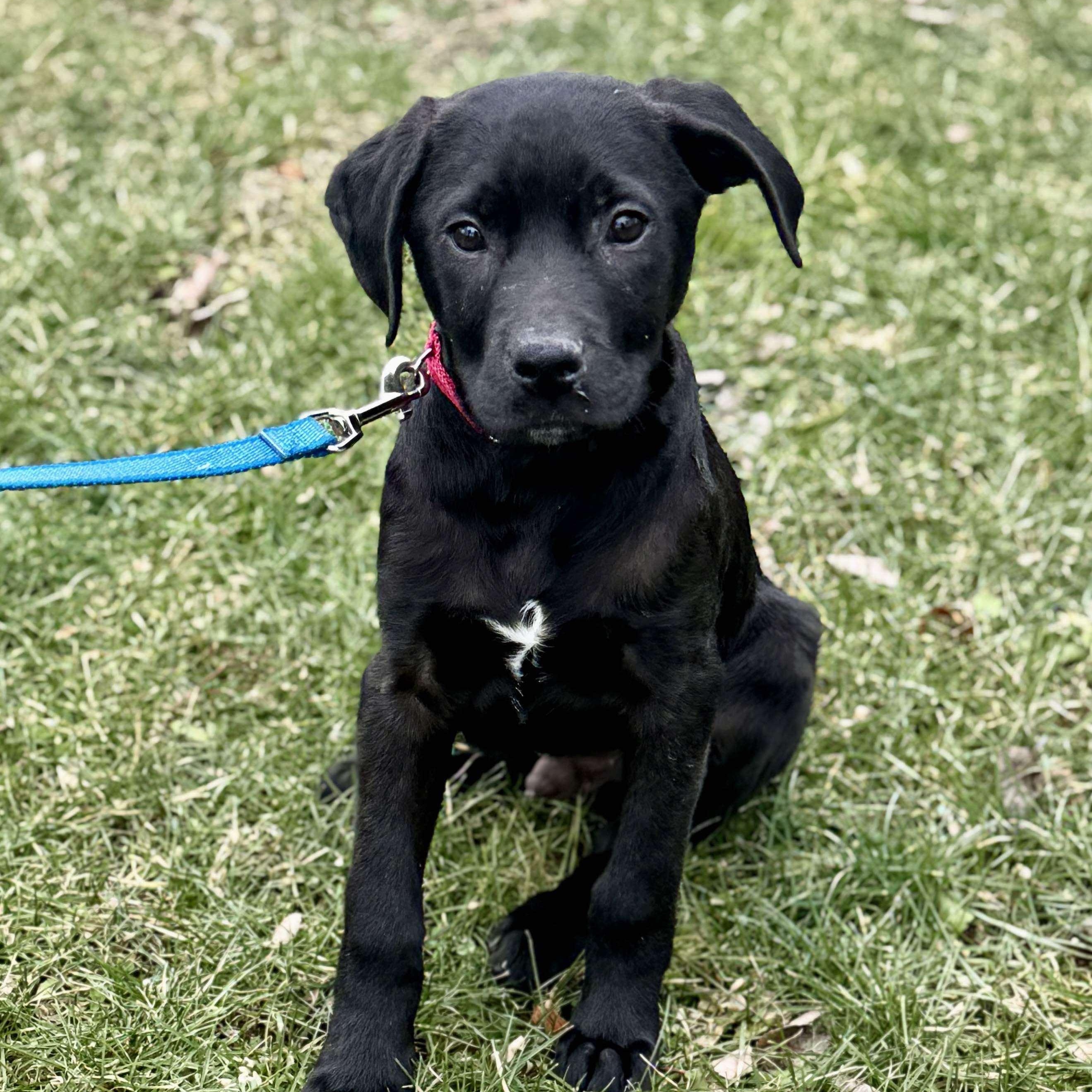 Dog for adoption - Spot, a Labrador Retriever Mix in Westport, MA ...
