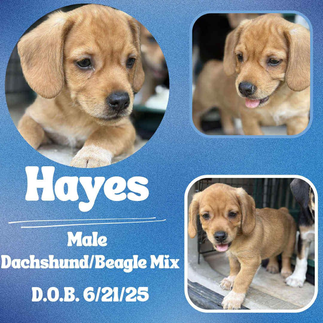 Dog for adoption - Hayes, a Dachshund & Beagle Mix in Salem, OR | Petfinder