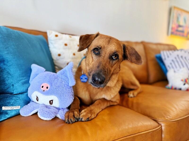 Dog for adoption - Chai Chai super dog and people friendly, a German ...