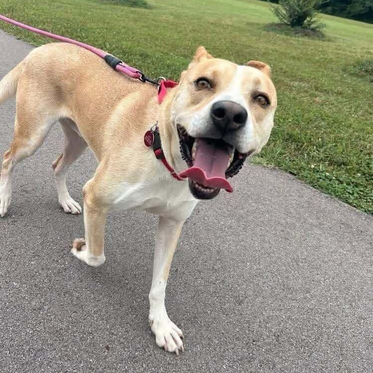 Dog for adoption - Wilder, a Siberian Husky & Boxer Mix in Harrisburg ...