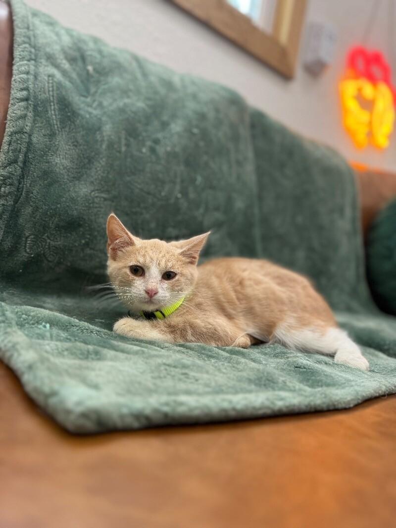 Cat for adoption - Apple Fruit, a Domestic Short Hair Mix in Louisville ...
