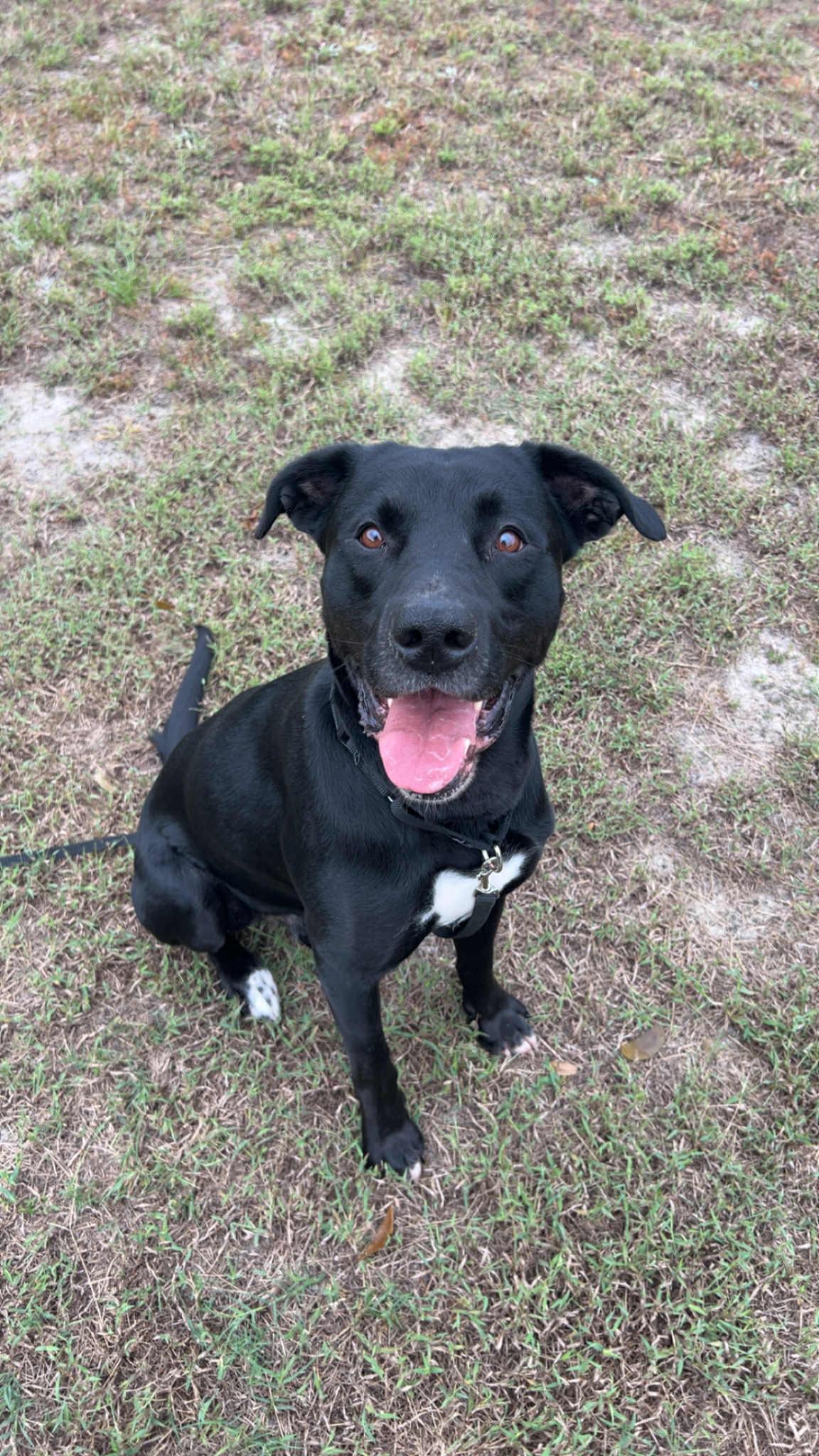 Dog for adoption - Koe, a Black Labrador Retriever Mix in Bloomingdale ...