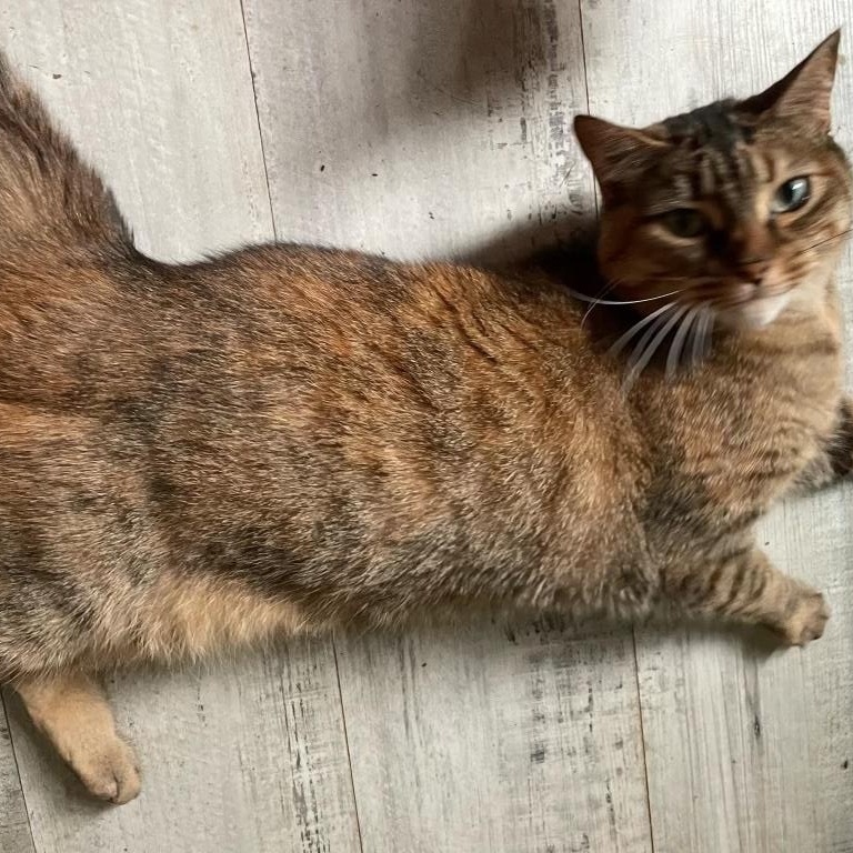 Cat for adoption - Simba, an American Shorthair in Chatham, ON | Petfinder