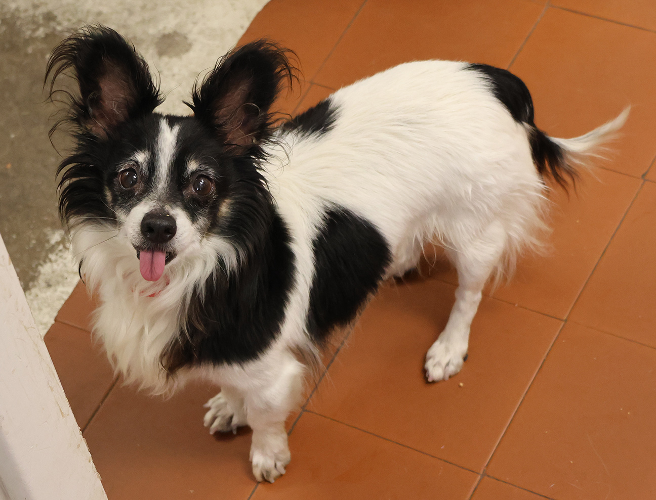 Dog for adoption - Maggie, a Papillon in Harrison, NY | Petfinder
