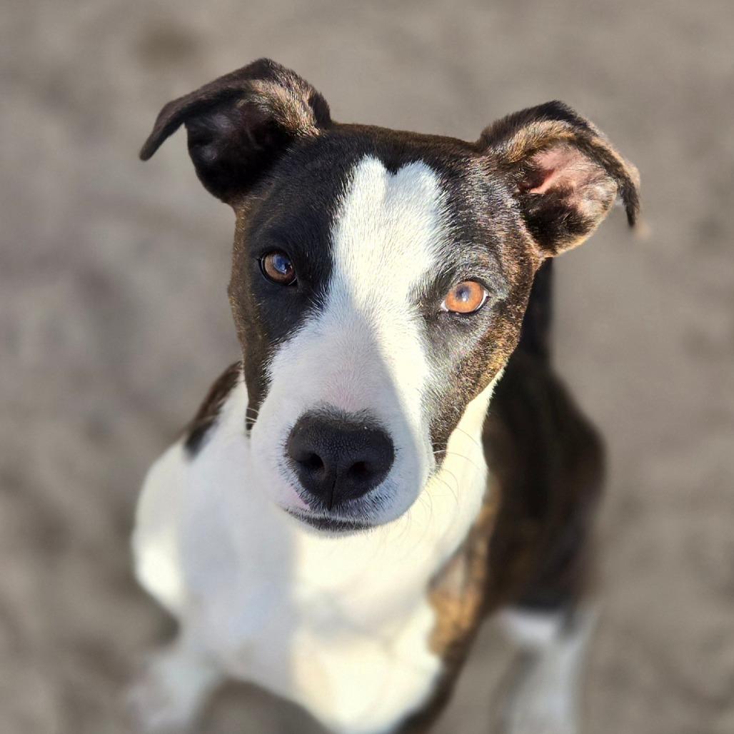 Dog for adoption - Pixie, a Labrador Retriever Mix in Ocala, FL | Petfinder