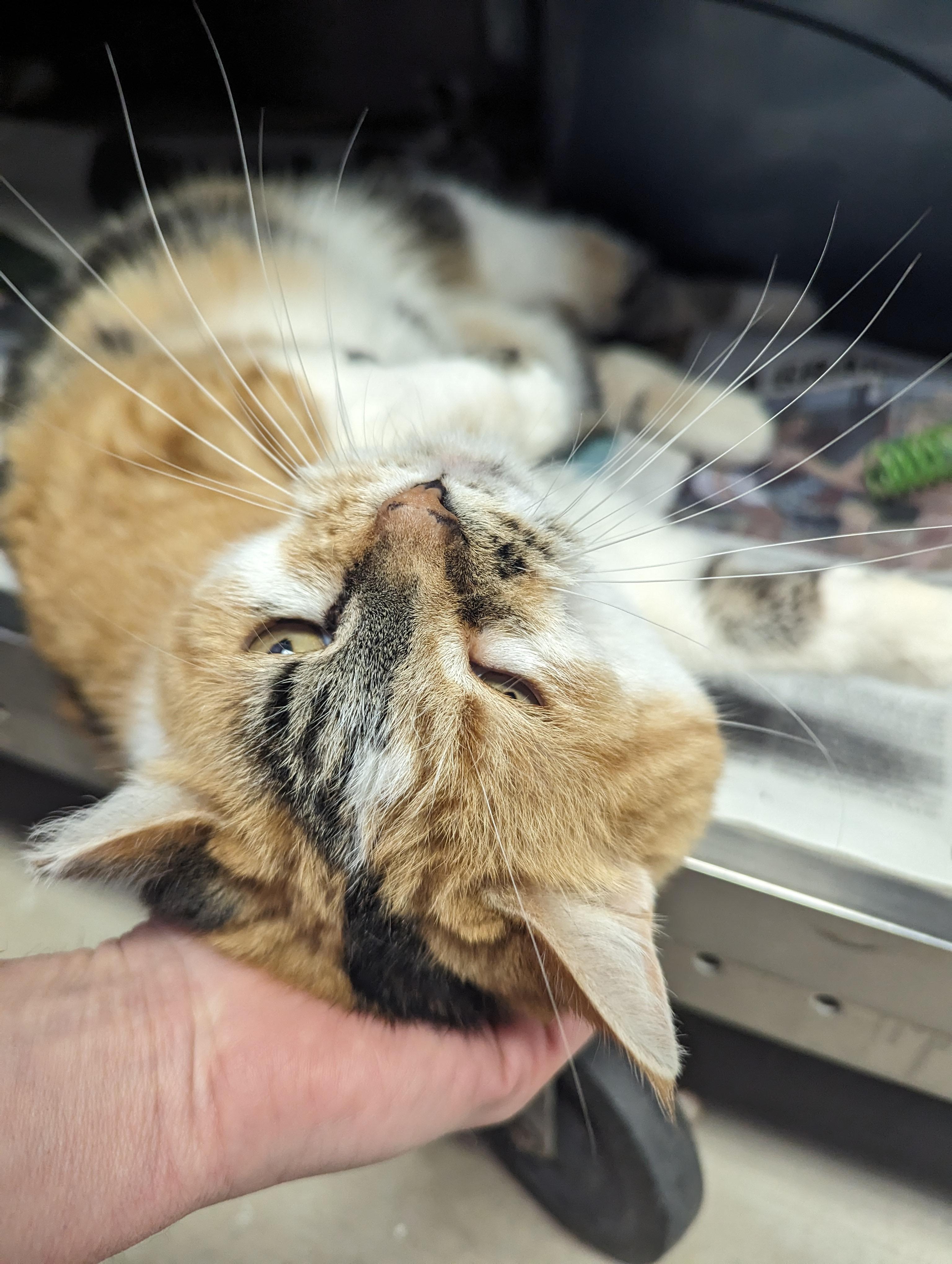 Cat for adoption - Tiva, a Domestic Short Hair & Torbie Mix in Onalaska ...