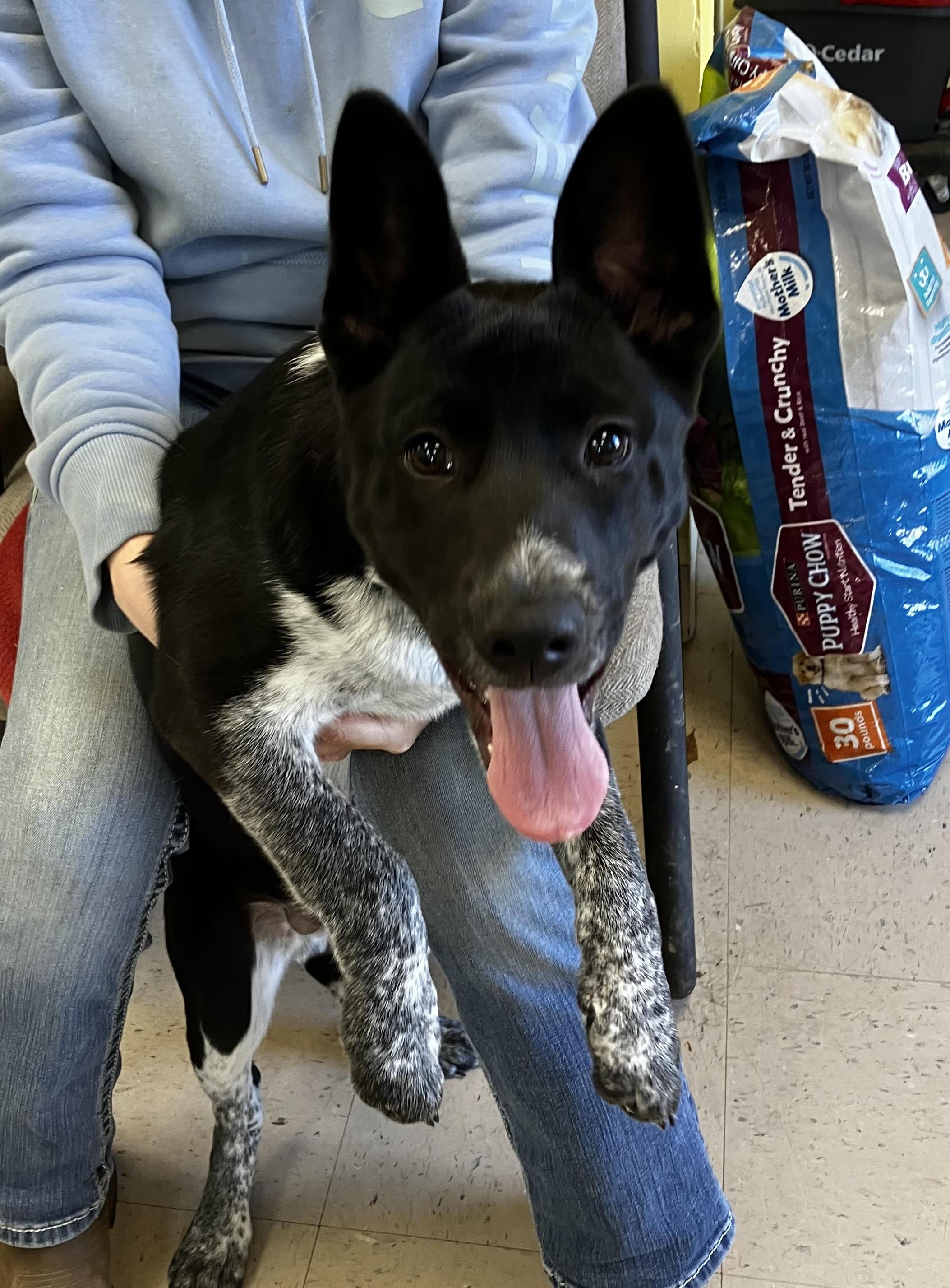 Dog for adoption - Kringle, a Border Collie & Cattle Dog Mix in ...