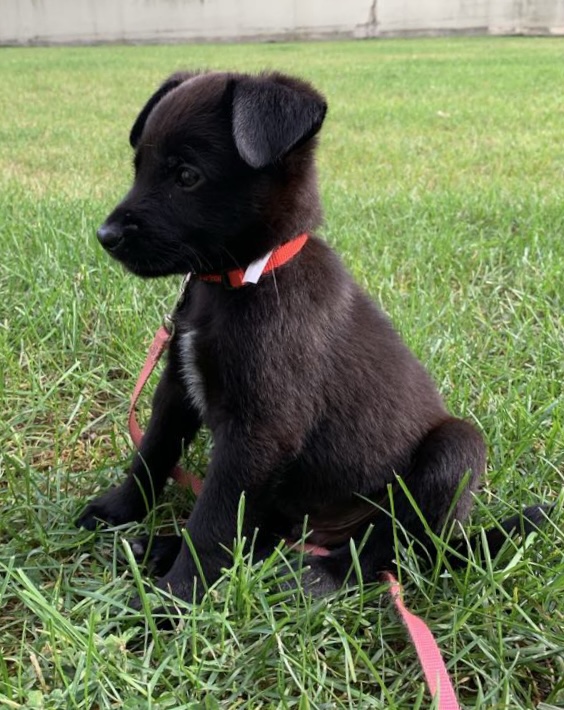 Dog for adoption - Jaz, a Labrador Retriever Mix in Toronto, ON | Petfinder