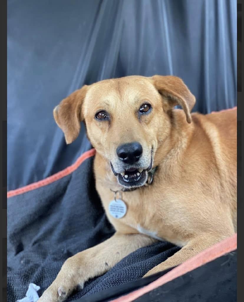 Dog for adoption - Felix (20250116-19), a Labrador Retriever Mix in ...