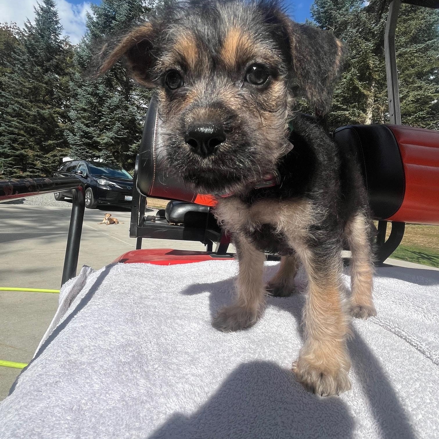 Dog for adoption - Scruffy, a Miniature Schnauzer & Chihuahua Mix in ...
