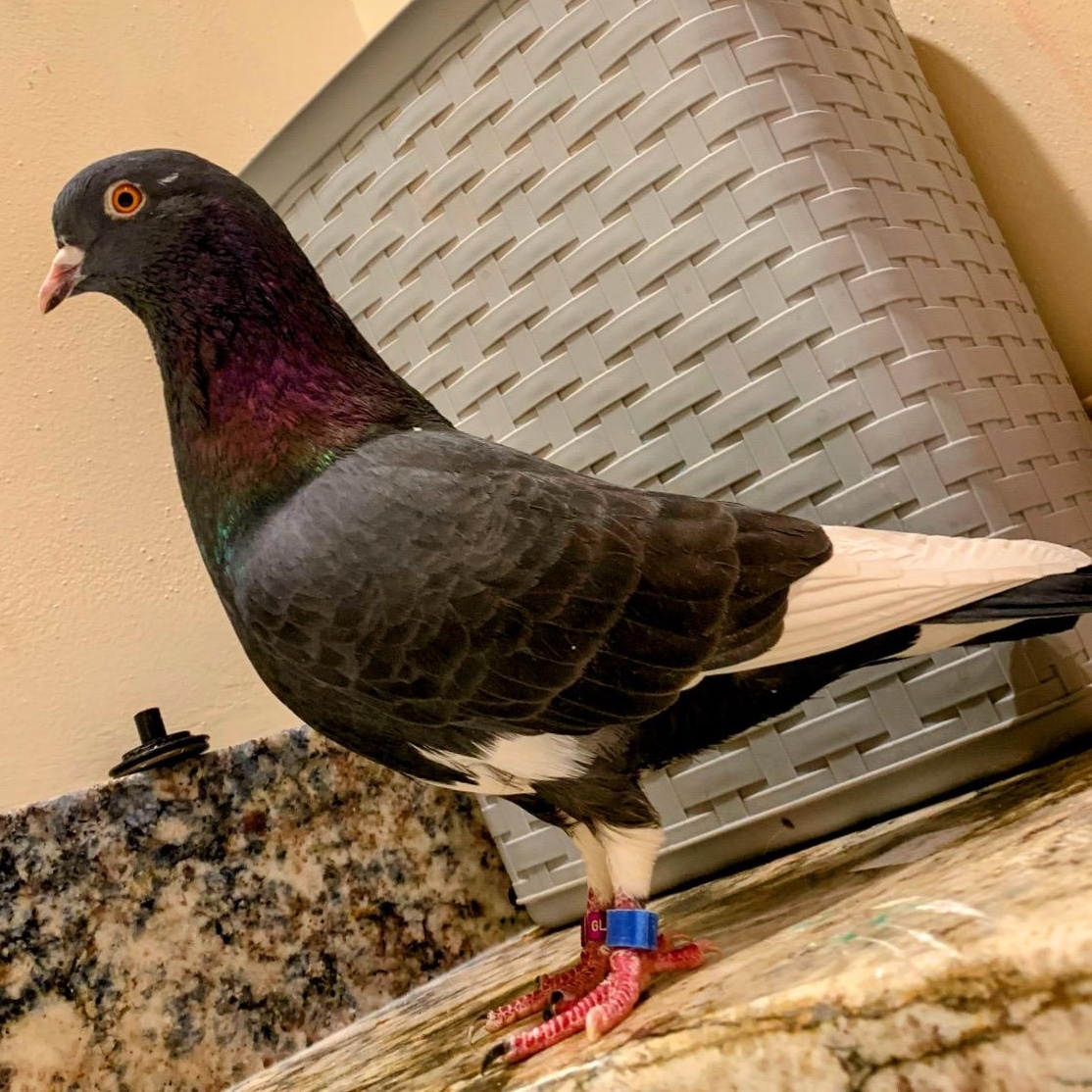 Dove for adoption - Romeo, a Pigeon in Chicago, IL | Petfinder