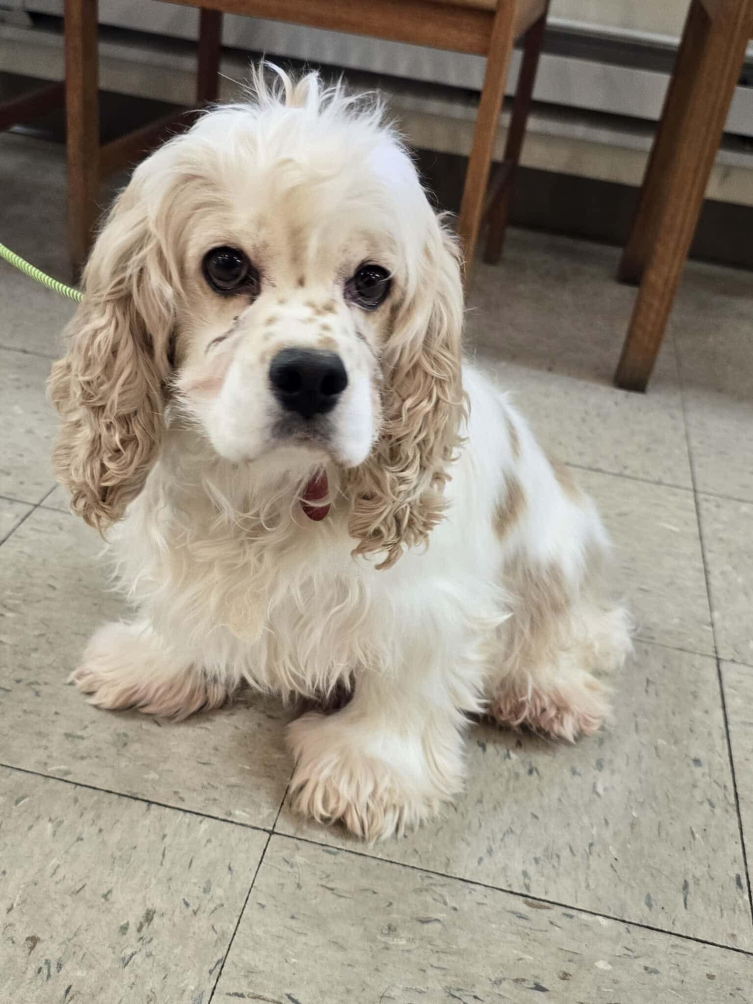 Starla - Adoptable Pet | Petfinder | Petfinder
