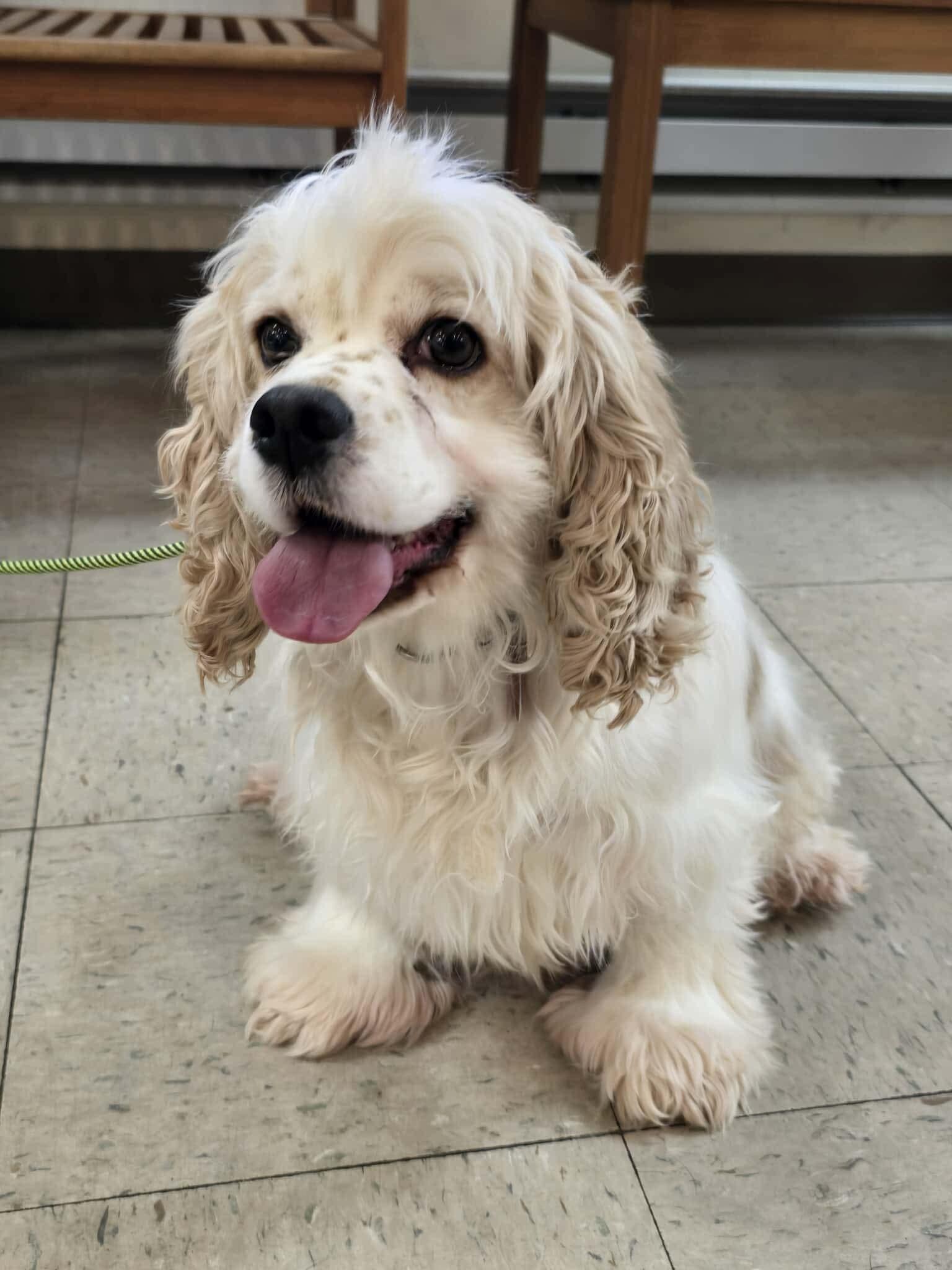 Starla - Adoptable Pet | Petfinder | Petfinder