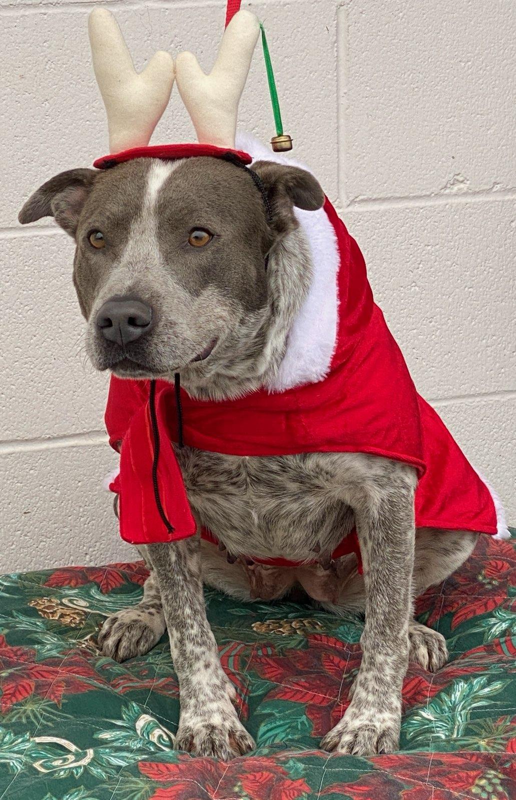 Madee - Adoptable Pet | Petfinder | Petfinder