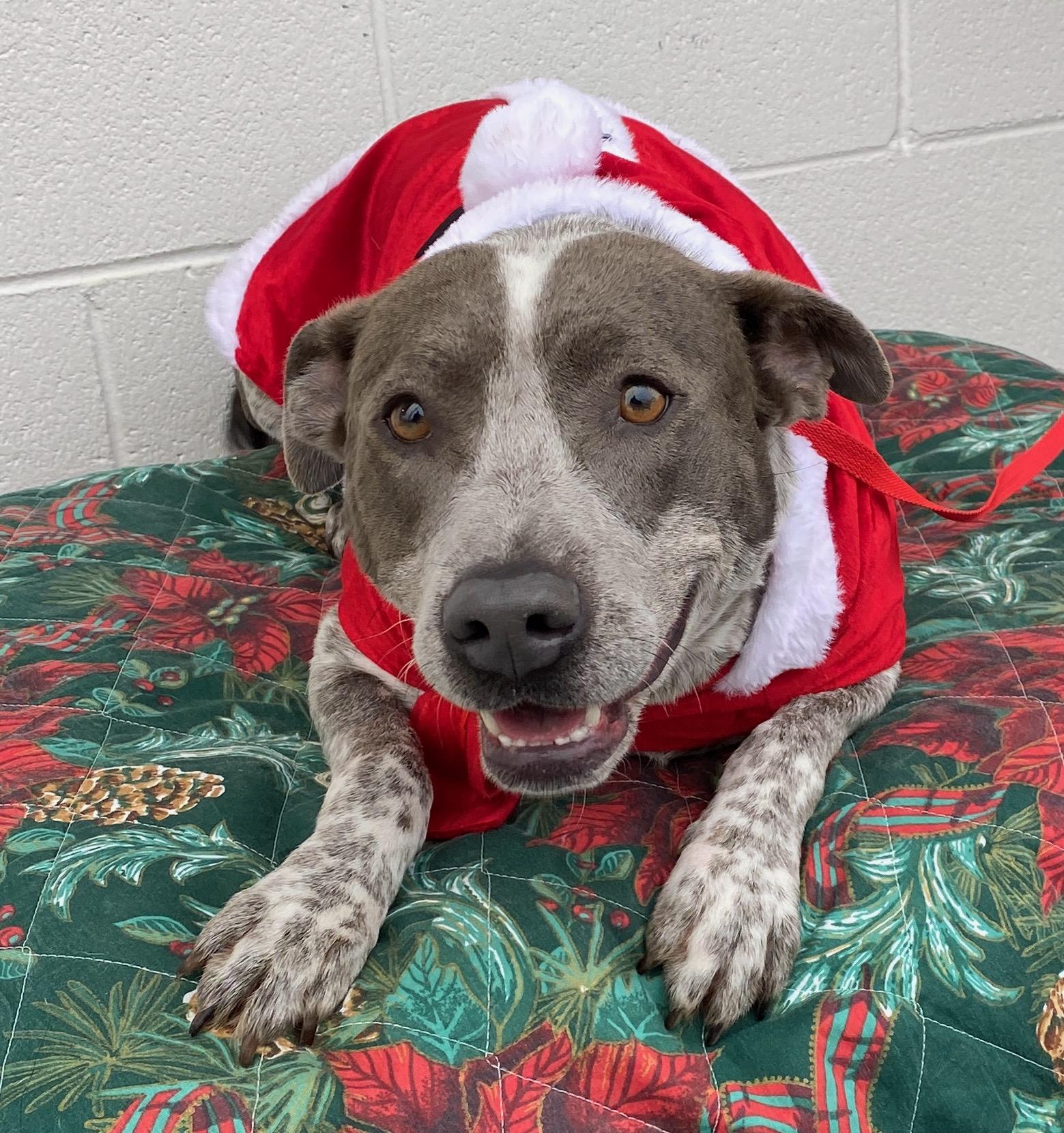 Madee - Adoptable Pet | Petfinder | Petfinder