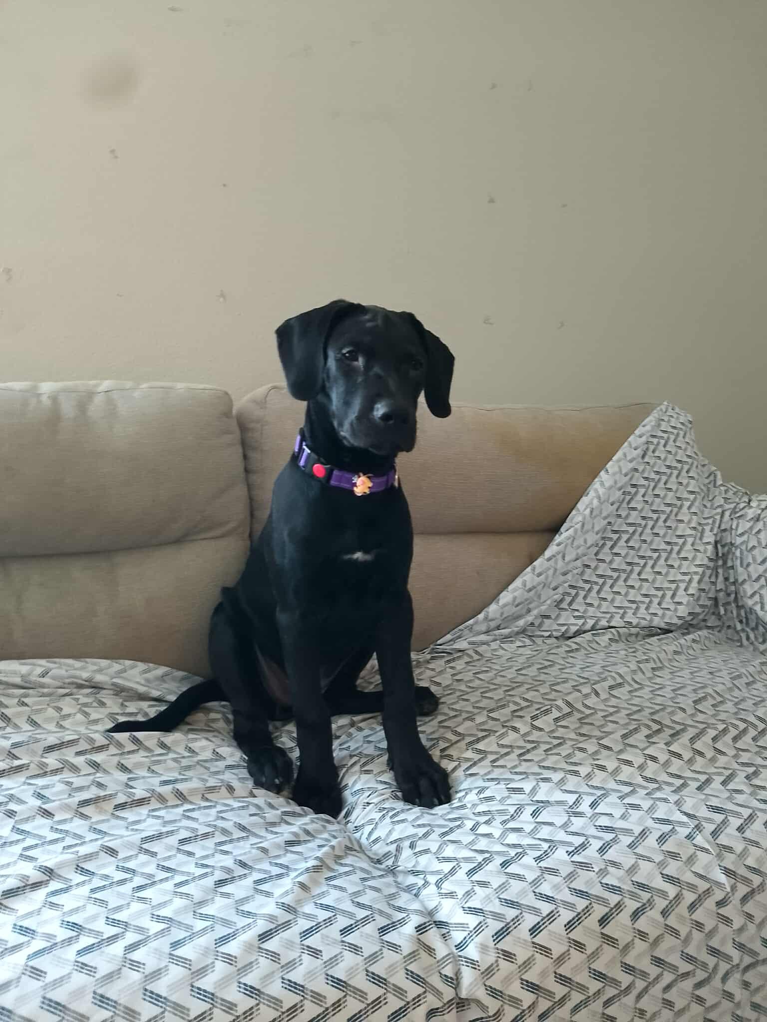 Dog for adoption - Brandy (Marisol Litter), a Labrador Retriever ...