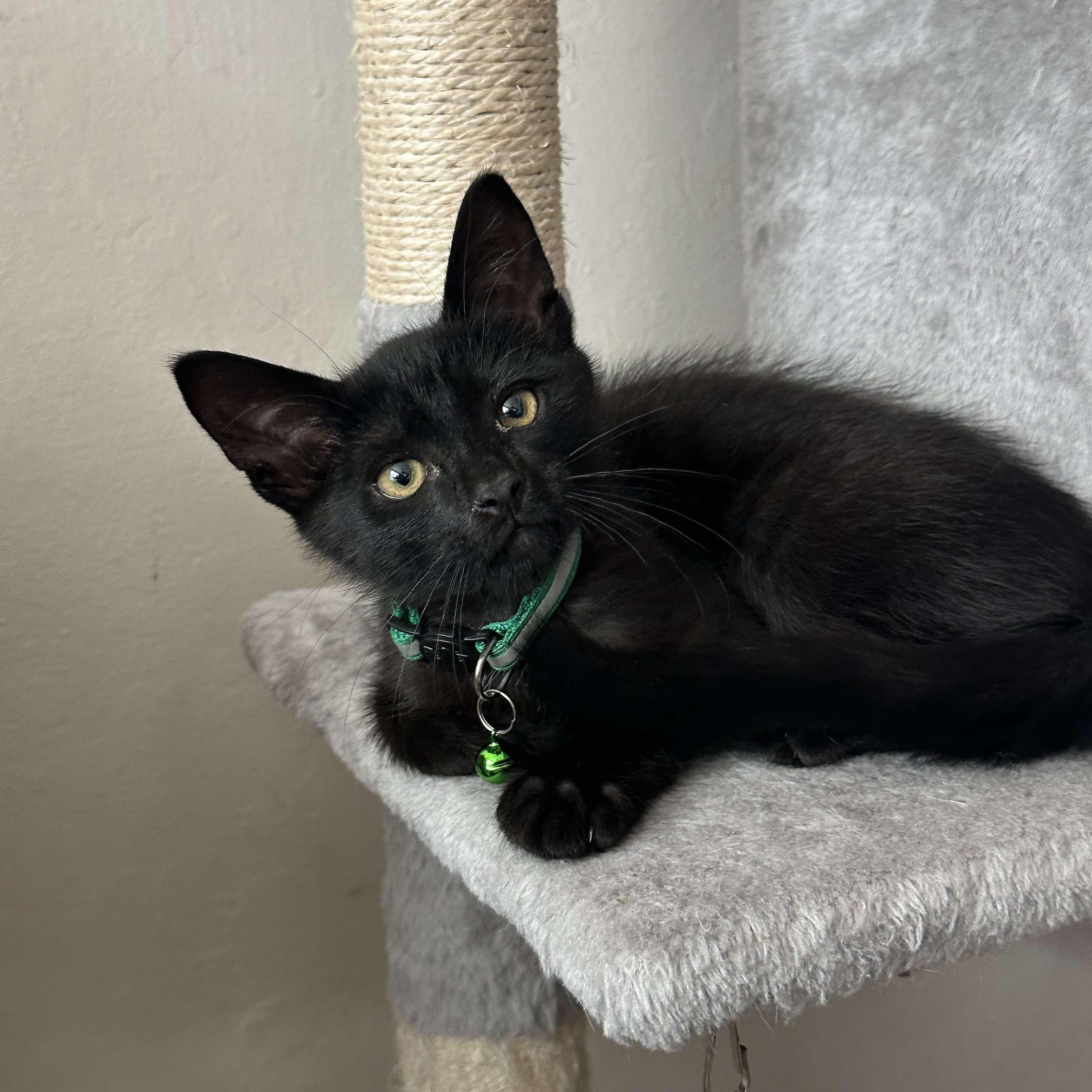 Cat for adoption - Coalby, a Domestic Short Hair in Santa Clara, CA ...