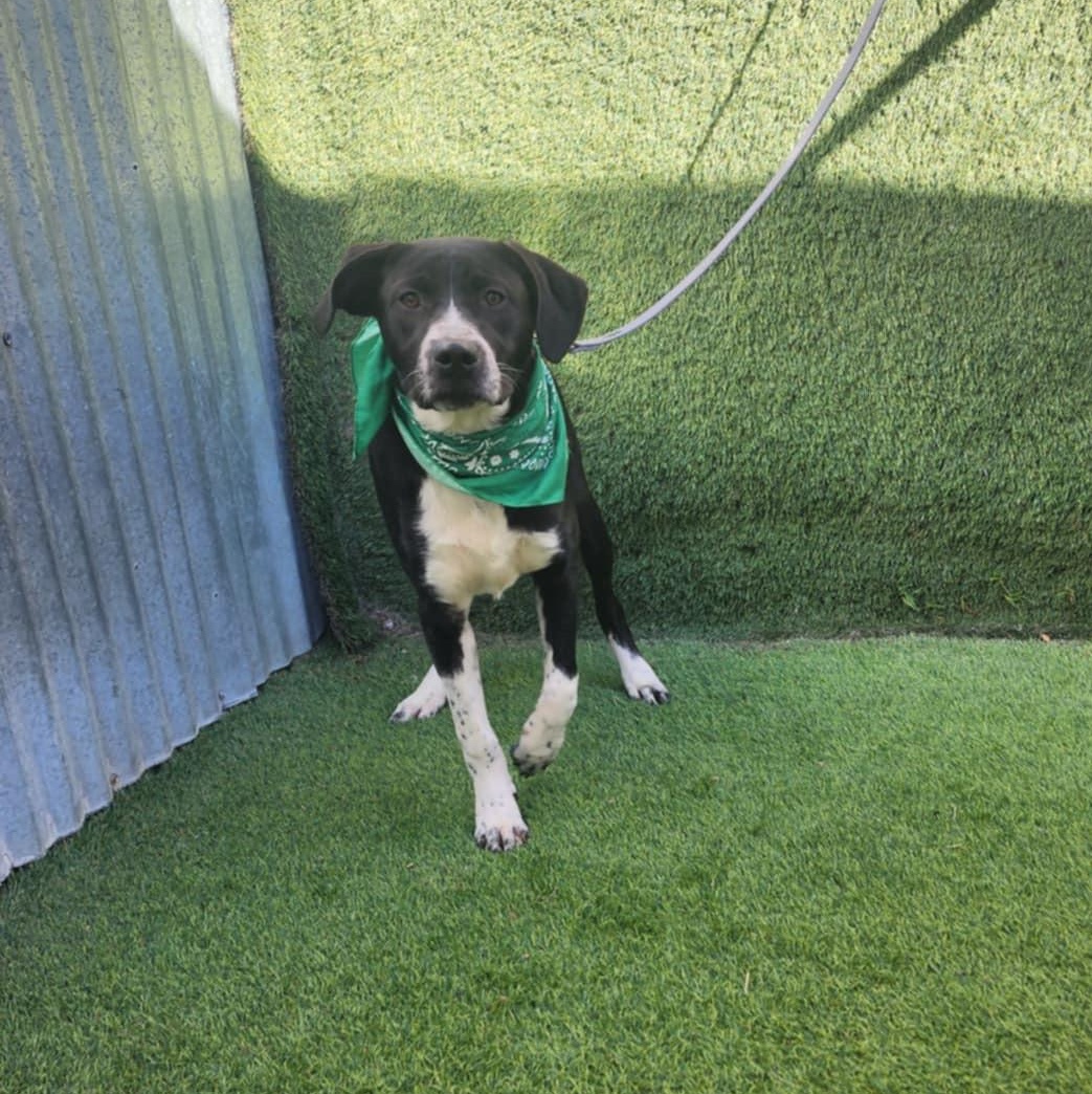 Dog for adoption - Oreo, a Border Collie Mix in White River Junction ...