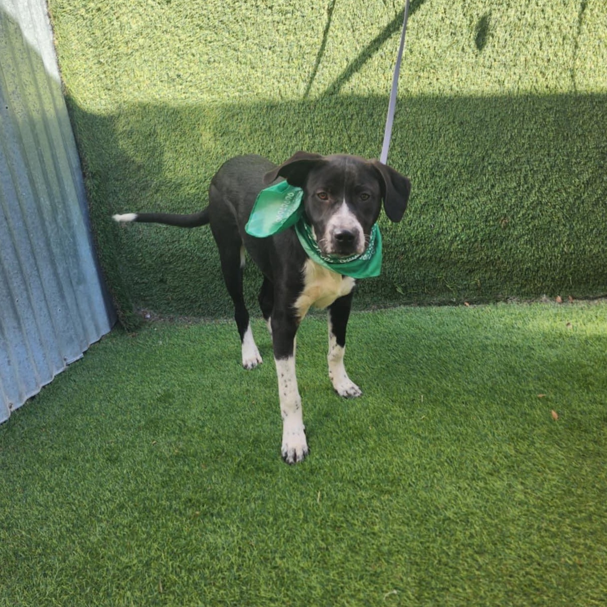 Dog for adoption - Oreo, a Border Collie Mix in White River Junction ...