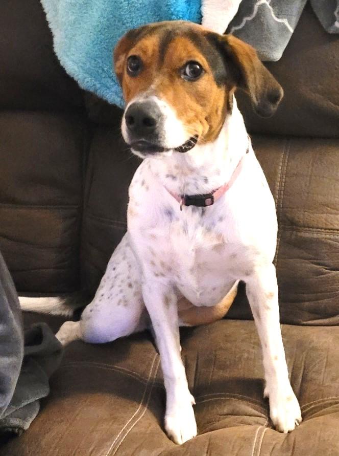 Dog for adoption - SUZY - I'm a Charmer!, a Beagle & English Pointer Mix in Austin, TX | Petfinder
