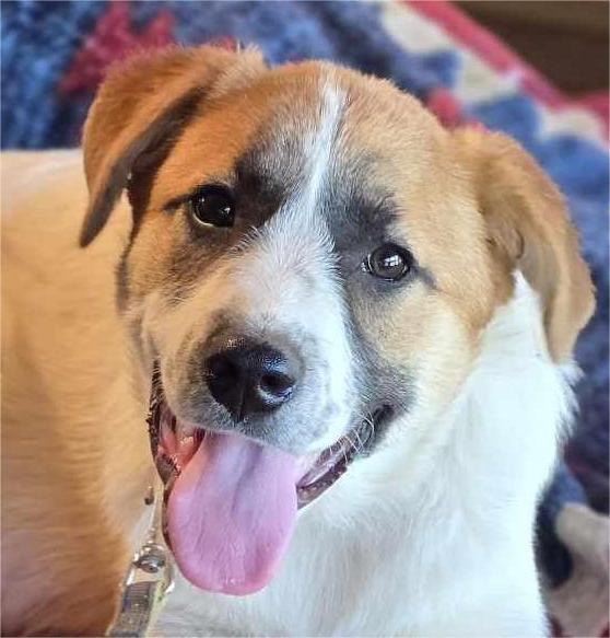 Dog for adoption - Prince Charming, a Golden Retriever & Labrador ...