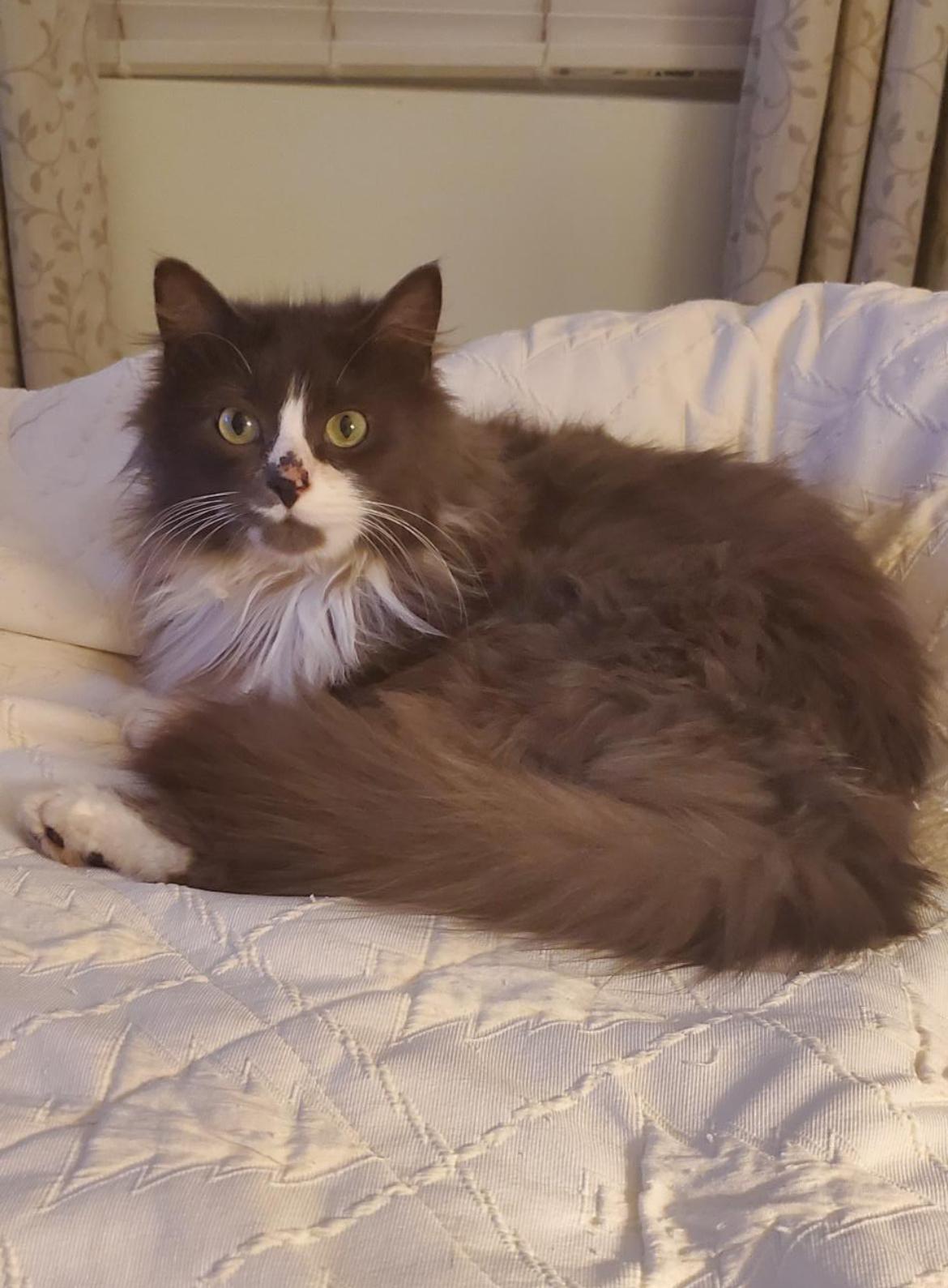 Cat for adoption - Tuti, a Domestic Medium Hair Mix in Seattle, WA ...