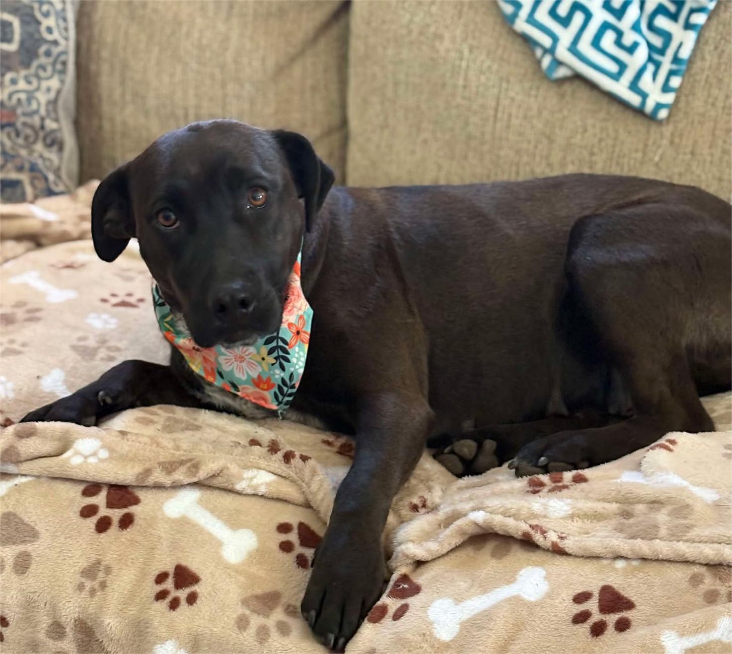 Dog for adoption - Chelsea, a Labrador Retriever & Beagle Mix in St ...