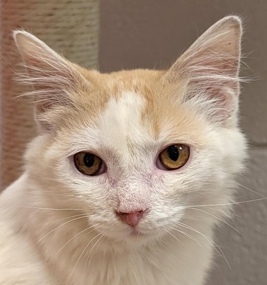 Available Cats and Kittens - Johnston County Animal Protection League ...