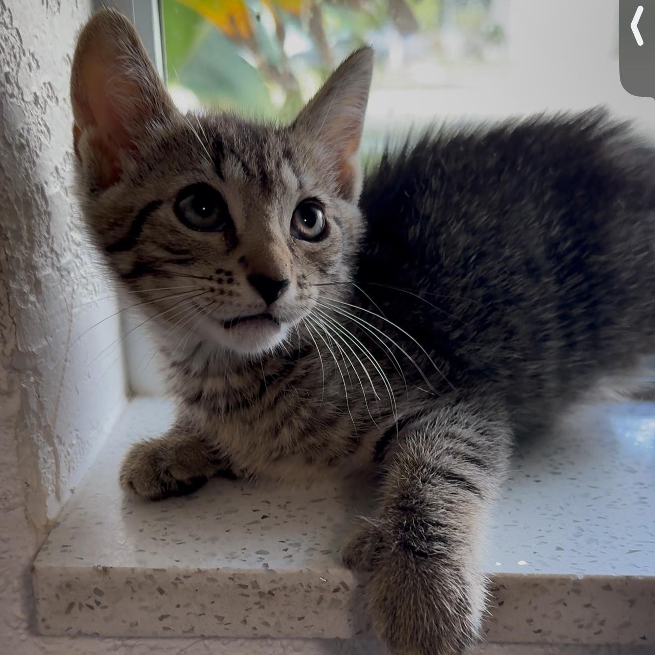 Cat for adoption - Twain, an Extra-Toes Cat / Hemingway Polydactyl ...