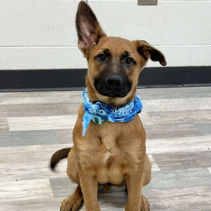Dog for adoption - Jango, a German Shepherd Dog Mix in Boston, MA ...