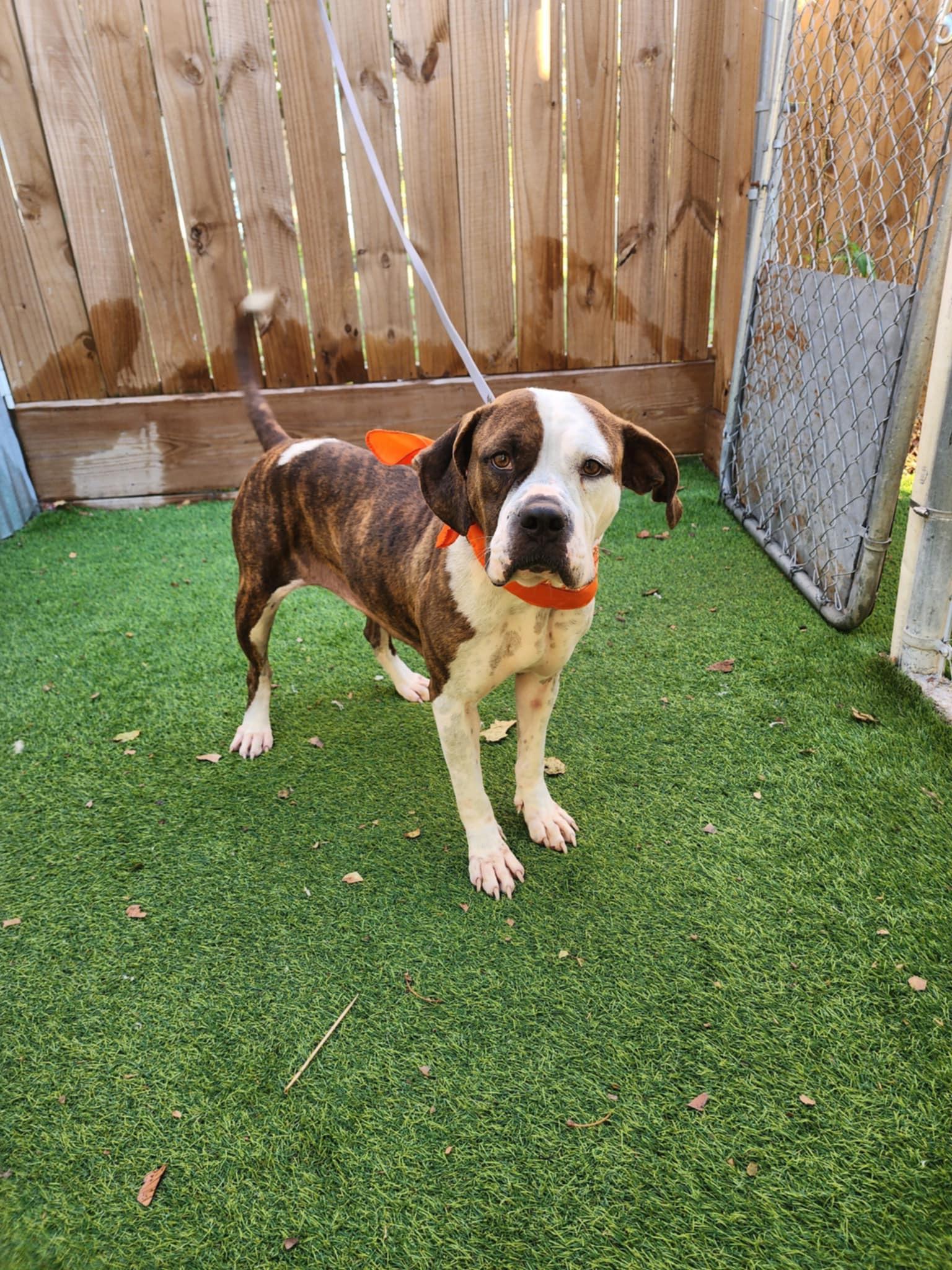 Dog for adoption - Kiara, an American Bulldog Mix in Abbotsford, BC ...