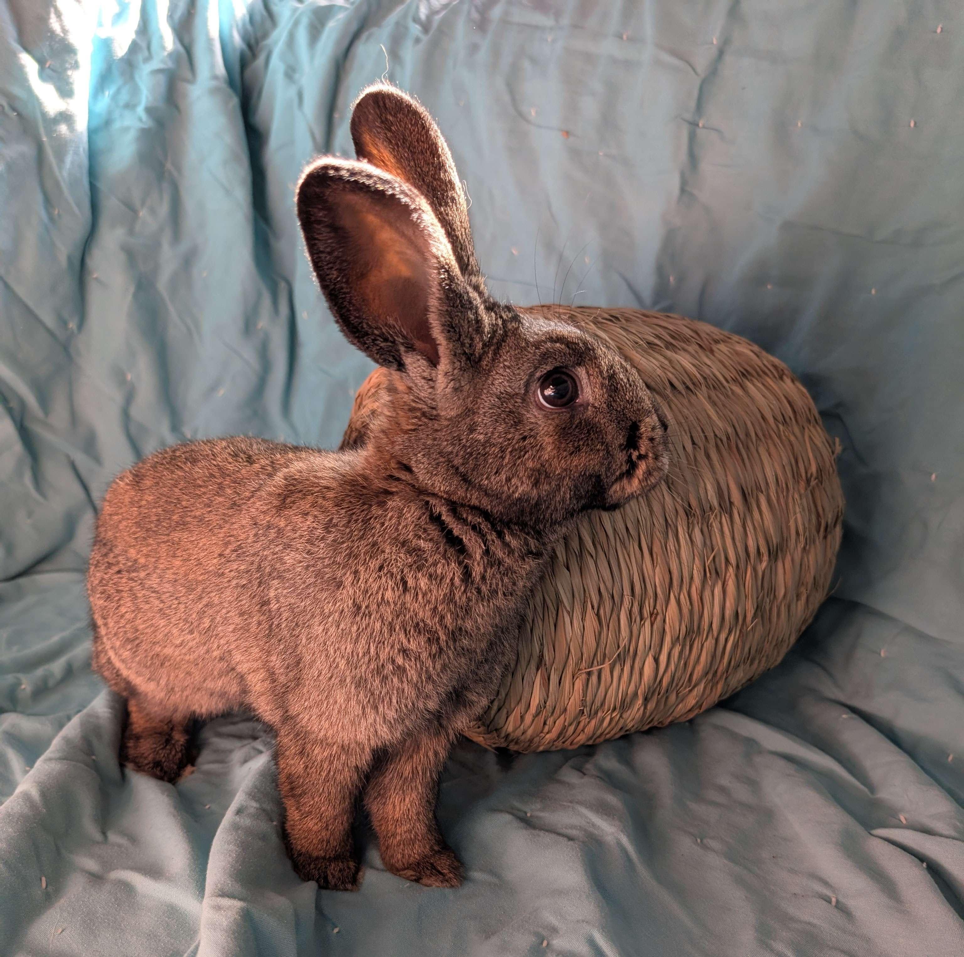Rabbit for adoption - Cactus, a Bunny Rabbit Mix in Canal Fulton, OH ...