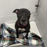 Dog for adoption - Scar, a Mixed Breed in Hilliard, OH | Petfinder