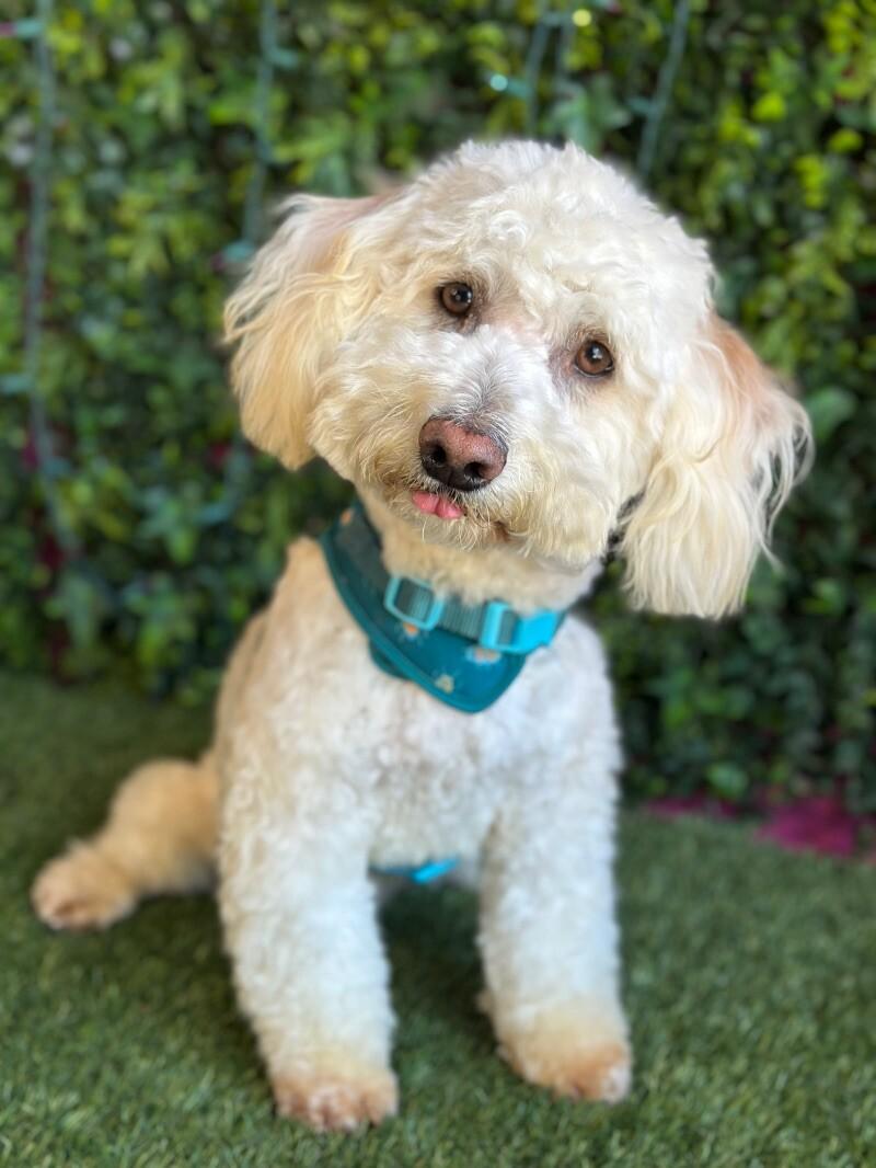 Dog for adoption - Al Poo chino, a Poodle Mix in Gilroy, CA | Petfinder