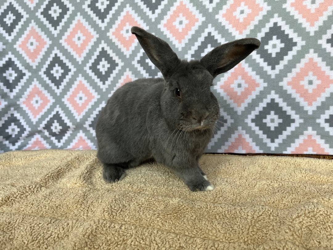 Rabbit for adoption - Hankk, a Dutch & Mini Lop Mix in Appleton, WI ...
