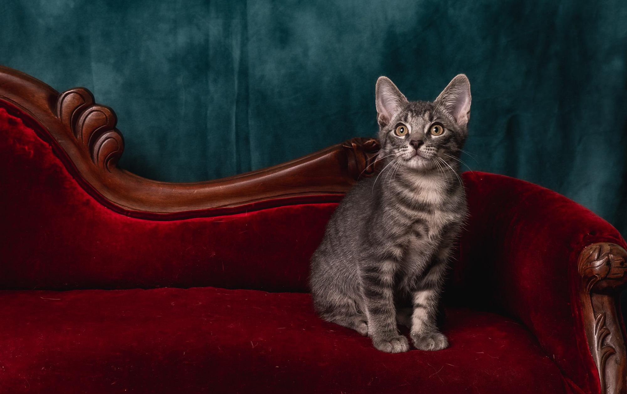 Cat for adoption - Jem, a Tabby in Houston, TX | Petfinder