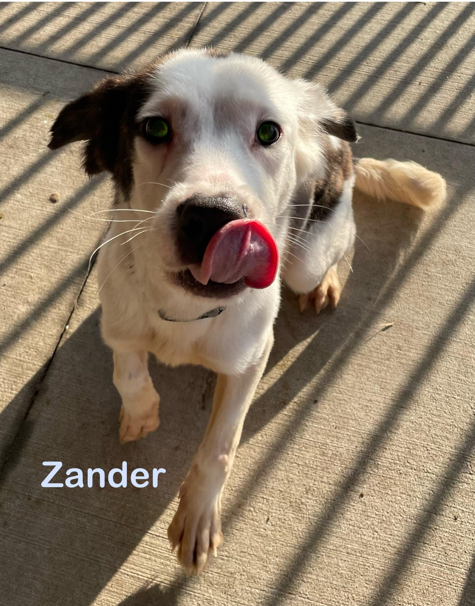 Dog for adoption - Zander ADOPTED, a Hound Mix in Canton, OH | Petfinder