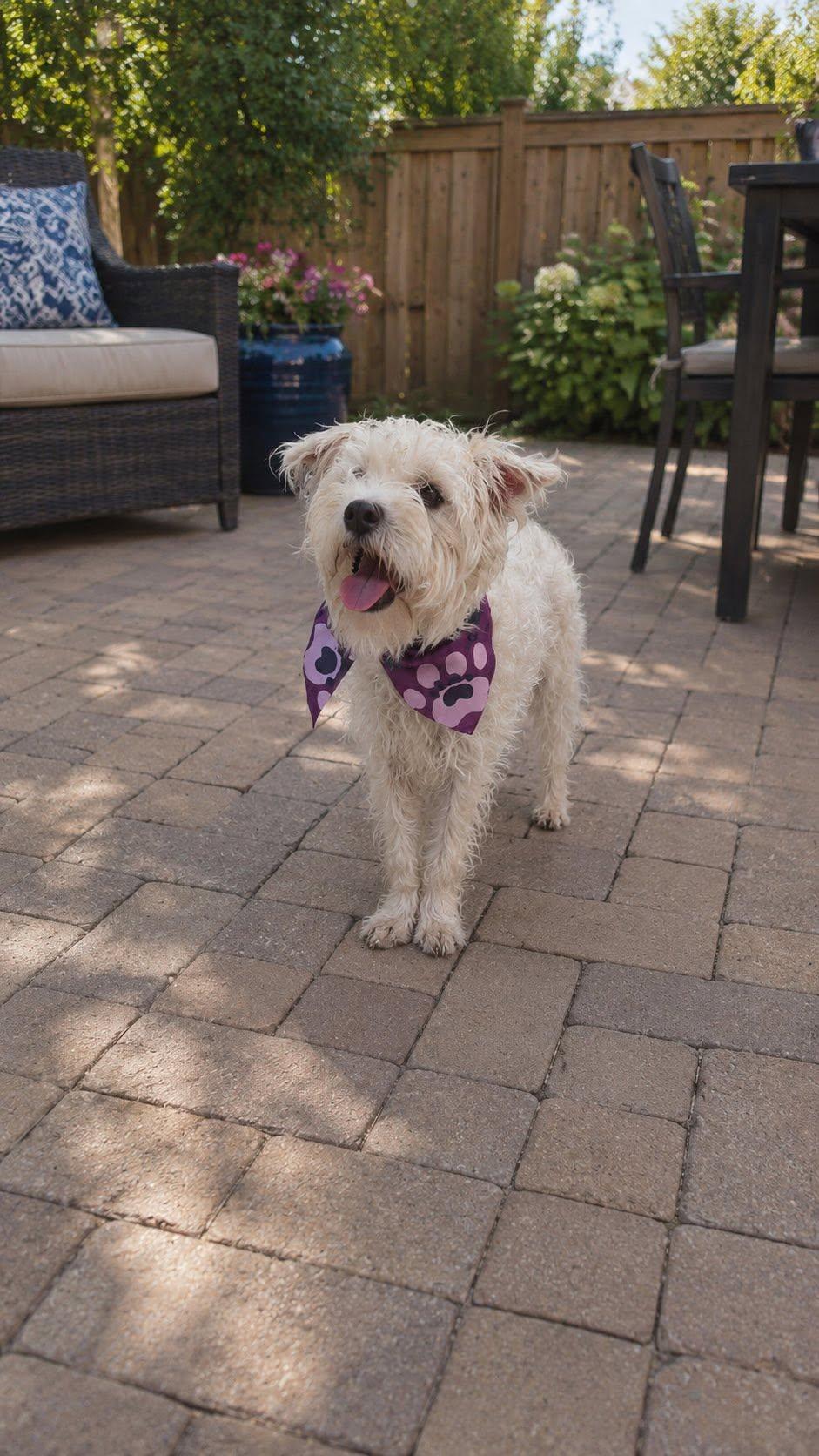 Sophie - Adoptable Pet | Petfinder | Petfinder