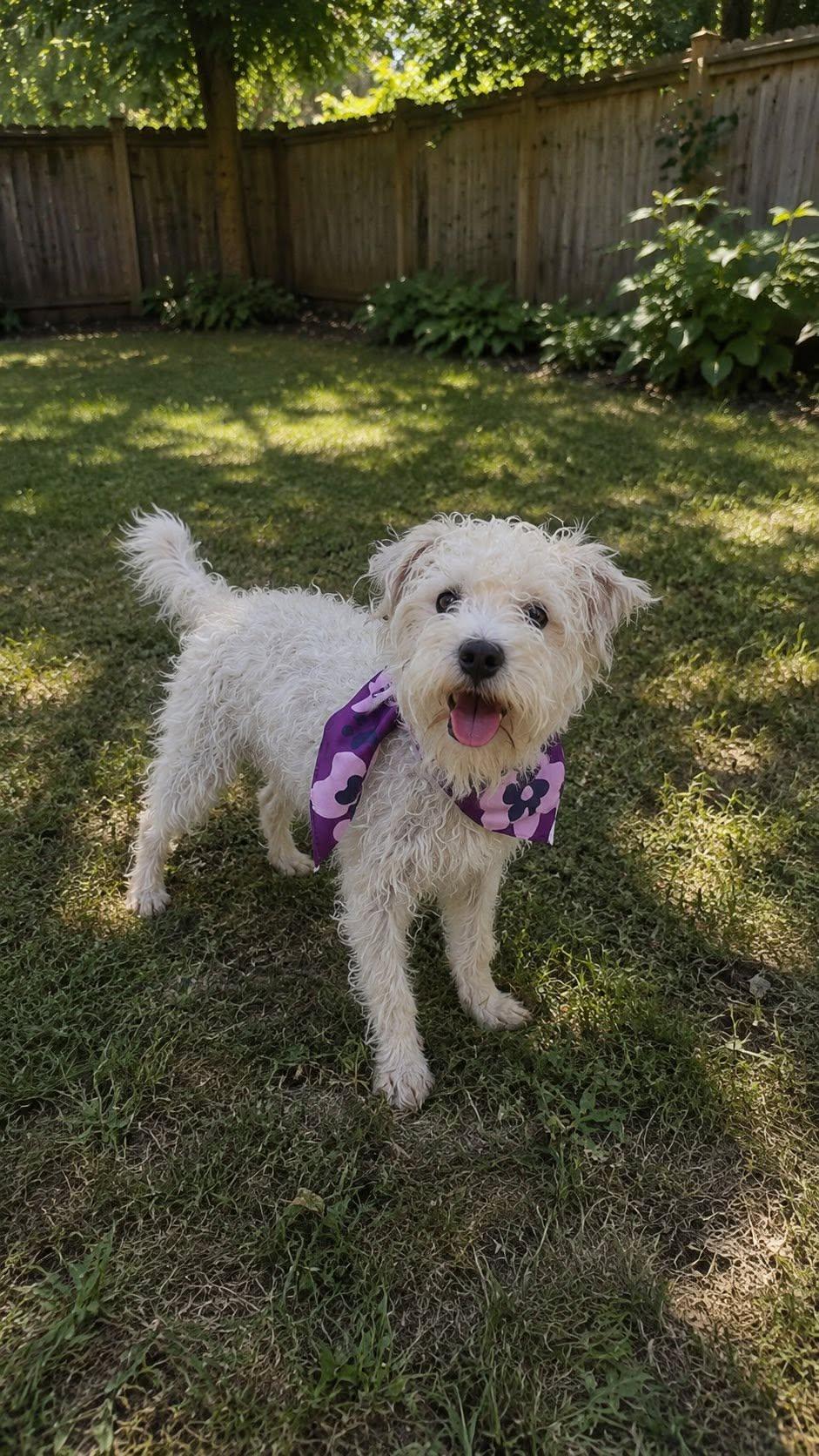 Sophie - Adoptable Pet | Petfinder | Petfinder
