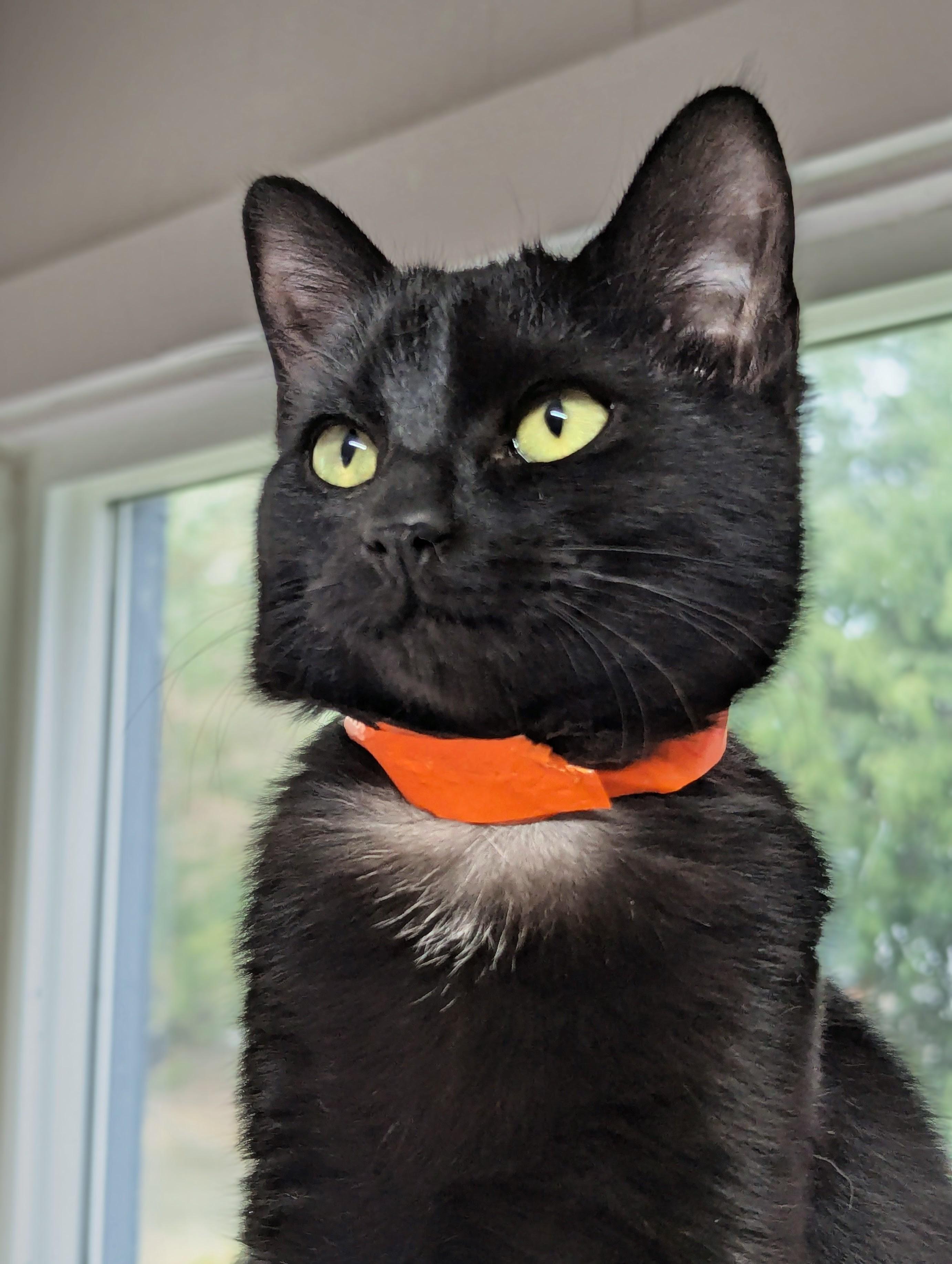 Cat for adoption - Licorice, a Domestic Short Hair in Shelton, WA ...