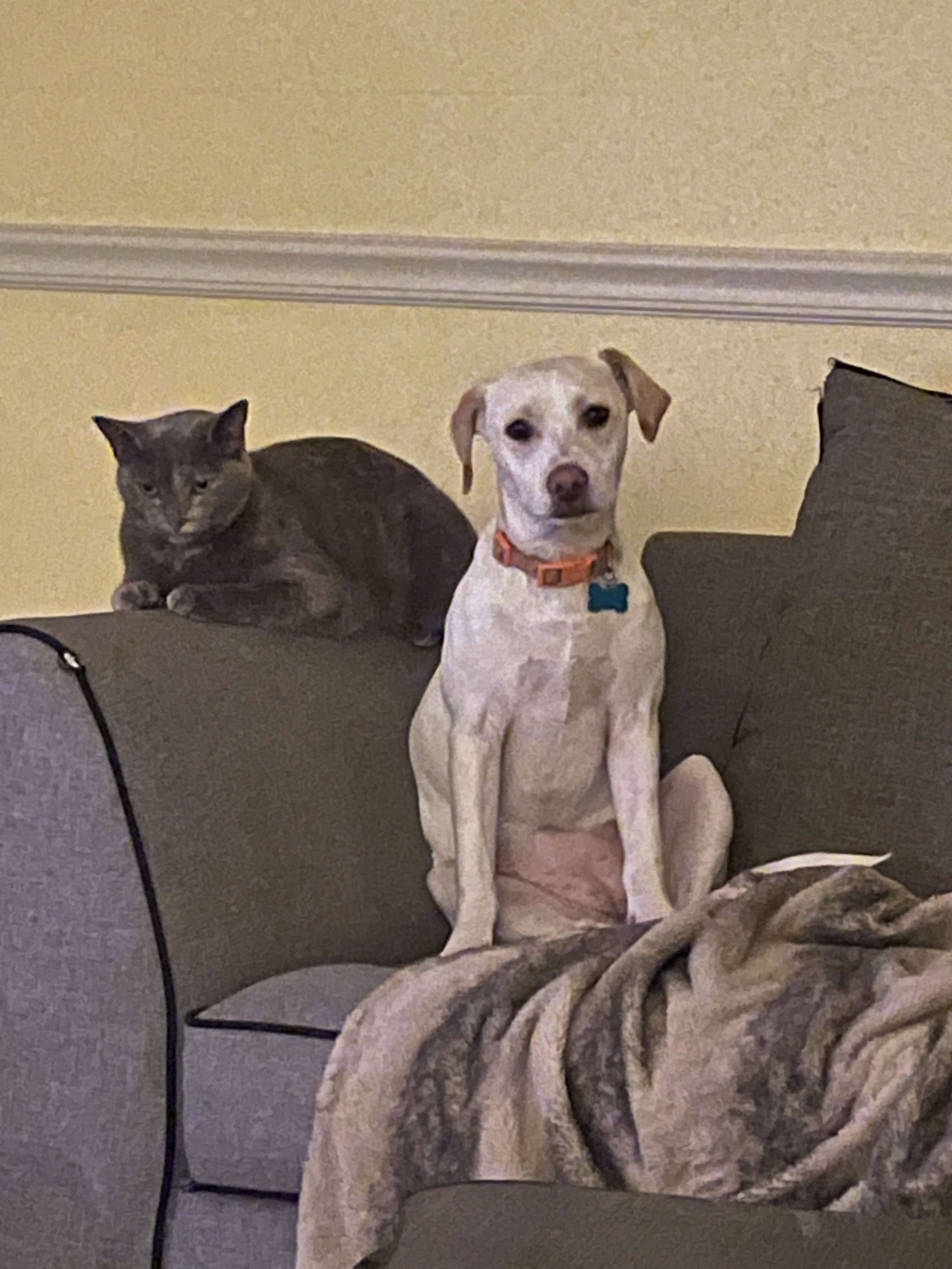 Dog for adoption - Ivory Rochelle, a Labrador Retriever Mix in Chicago ...