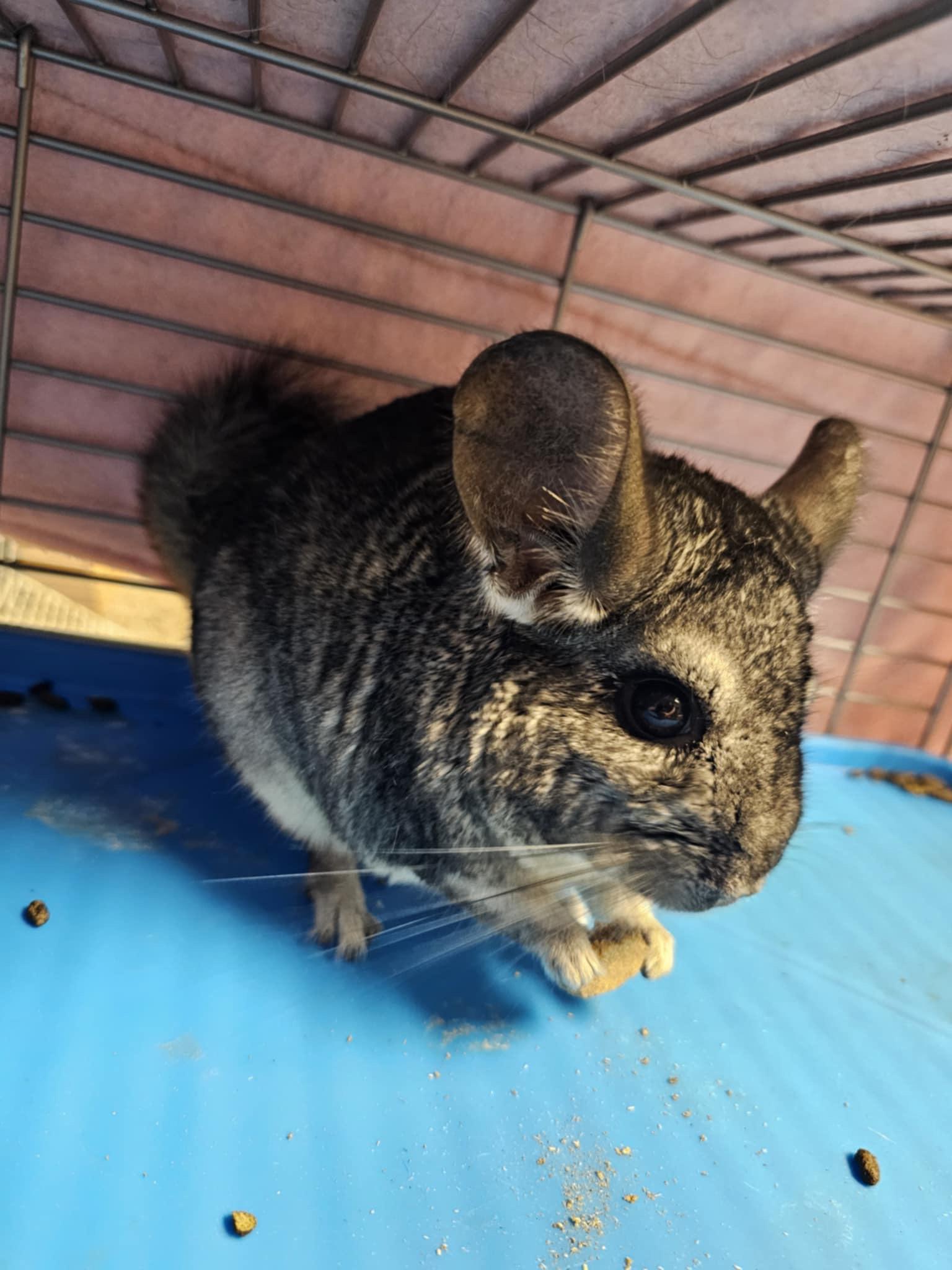 Chinchilla for adoption - Fiona: video!!, a Chinchilla in Edinburg, PA ...