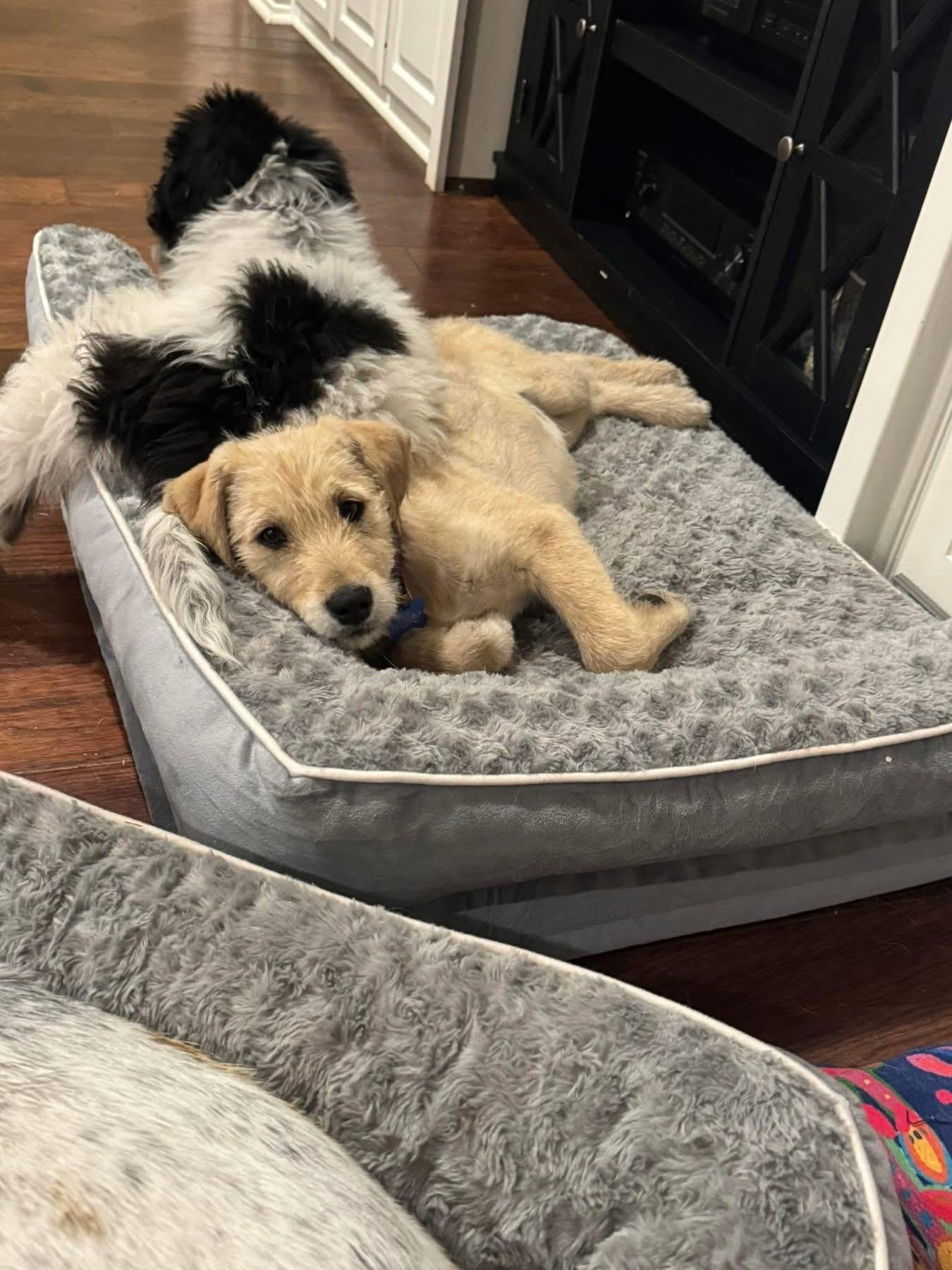 Dog for adoption - Peggy, a German Wirehaired Pointer & Labradoodle Mix ...