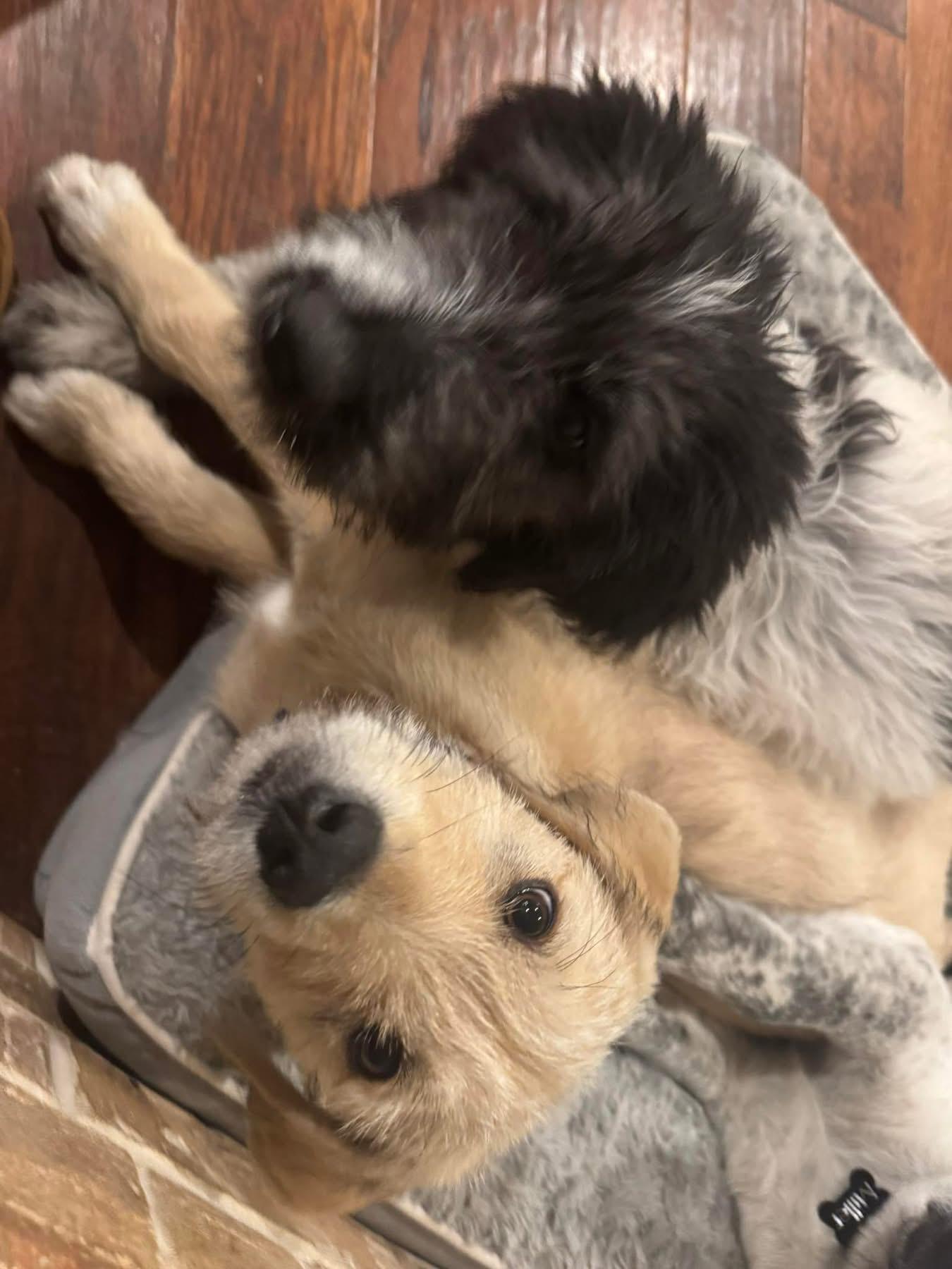 Dog for adoption - Peggy, a German Wirehaired Pointer & Labradoodle Mix ...