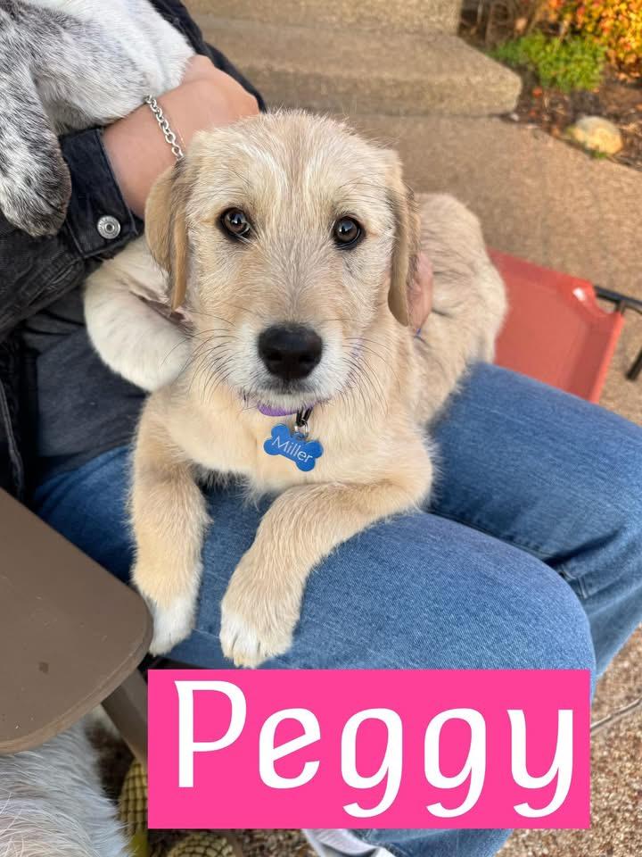 Dog for adoption - Peggy, a German Wirehaired Pointer & Labradoodle Mix ...