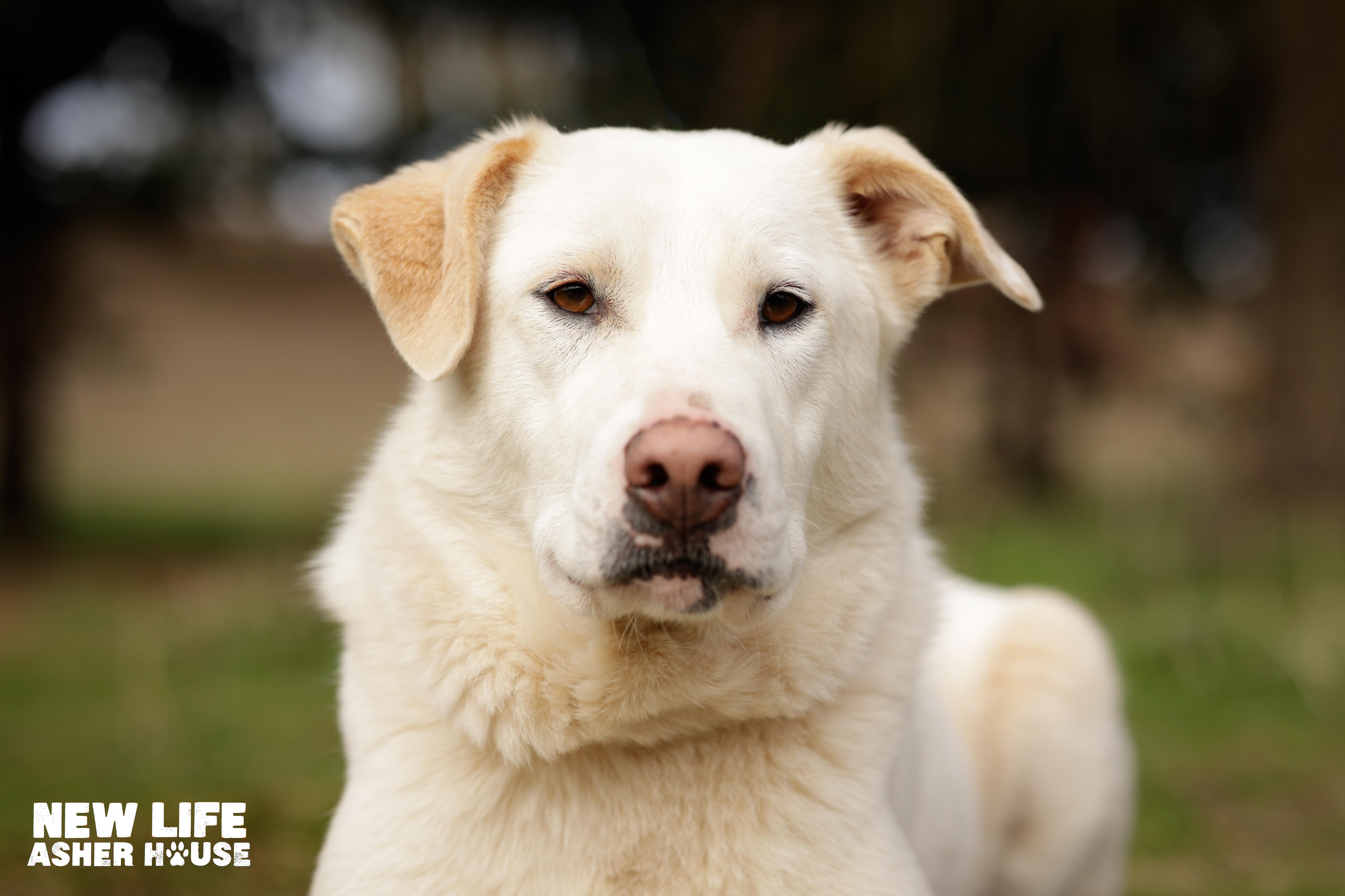 Dog for adoption - Astro, a Yellow Labrador Retriever Mix in Portland ...