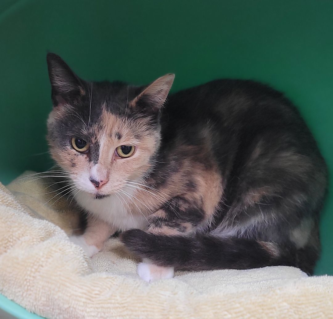 Cat for adoption - Frenchie, a Domestic Short Hair in Decatur, IL ...