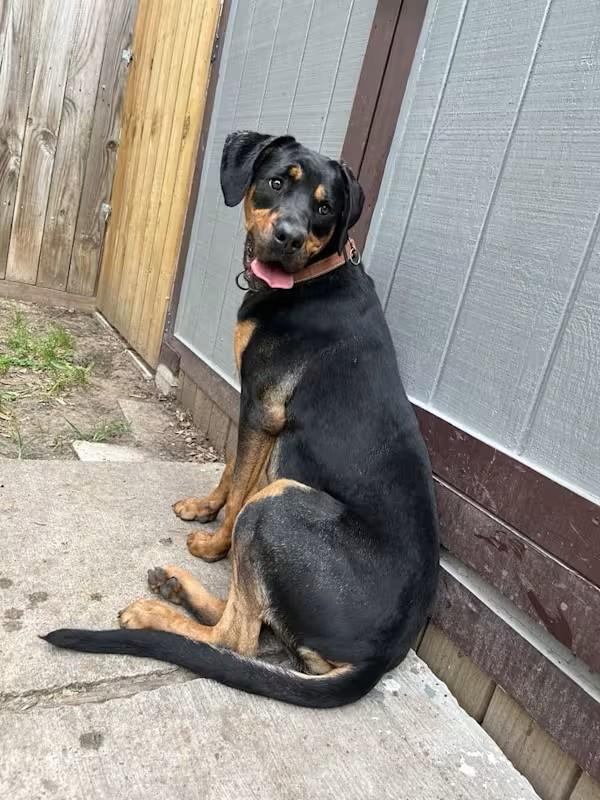 Dog for adoption - Lynn Linguine, a Rottweiler & Hound Mix in Davenport ...