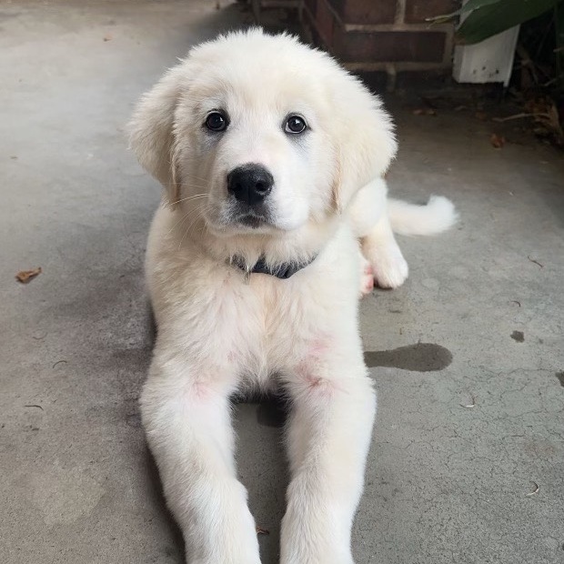 Dog for adoption - Smoky, a Great Pyrenees & Akbash Mix in Frederick ...